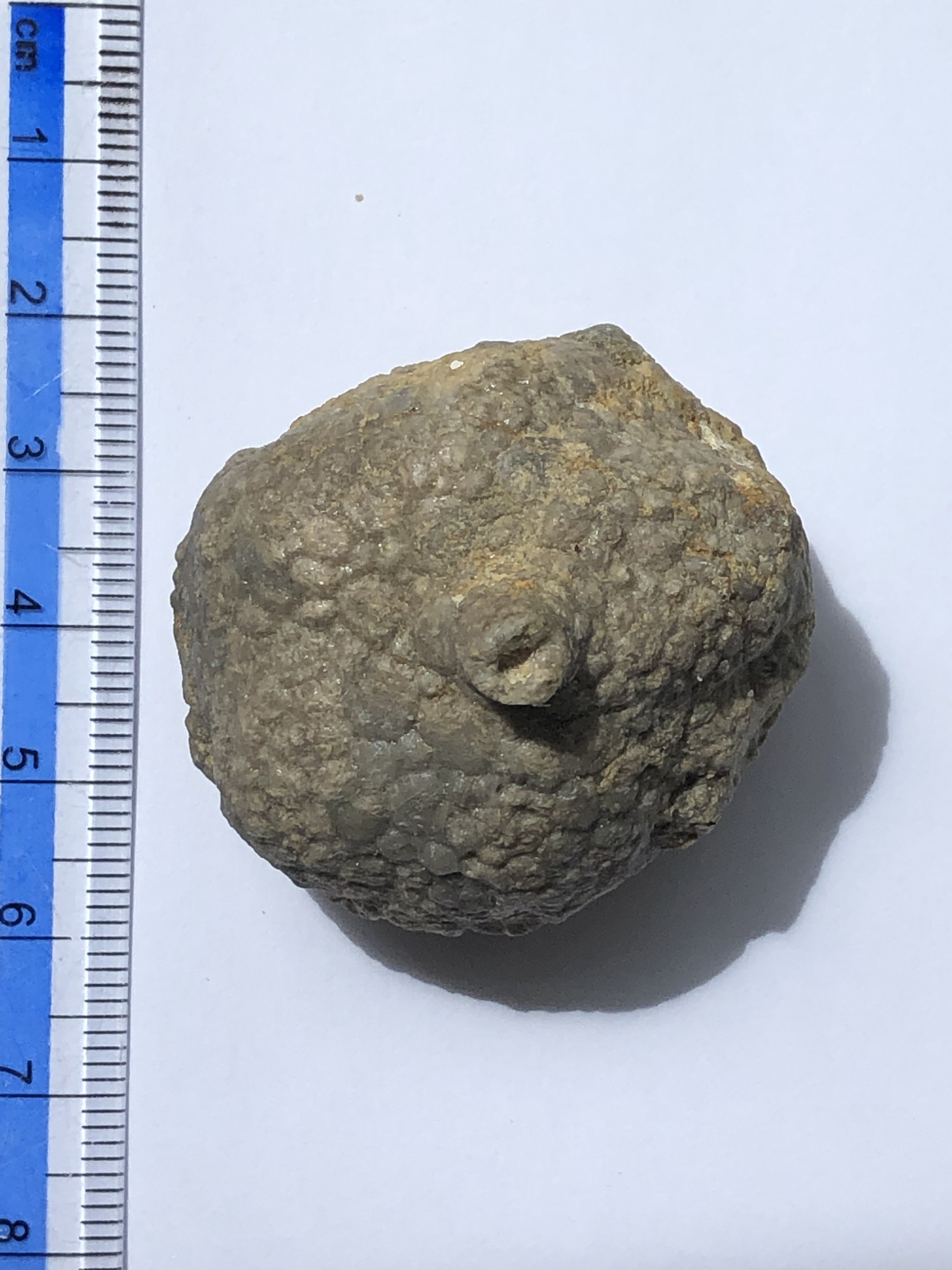 Dudley crinoid - Fossil ID - The Fossil Forum