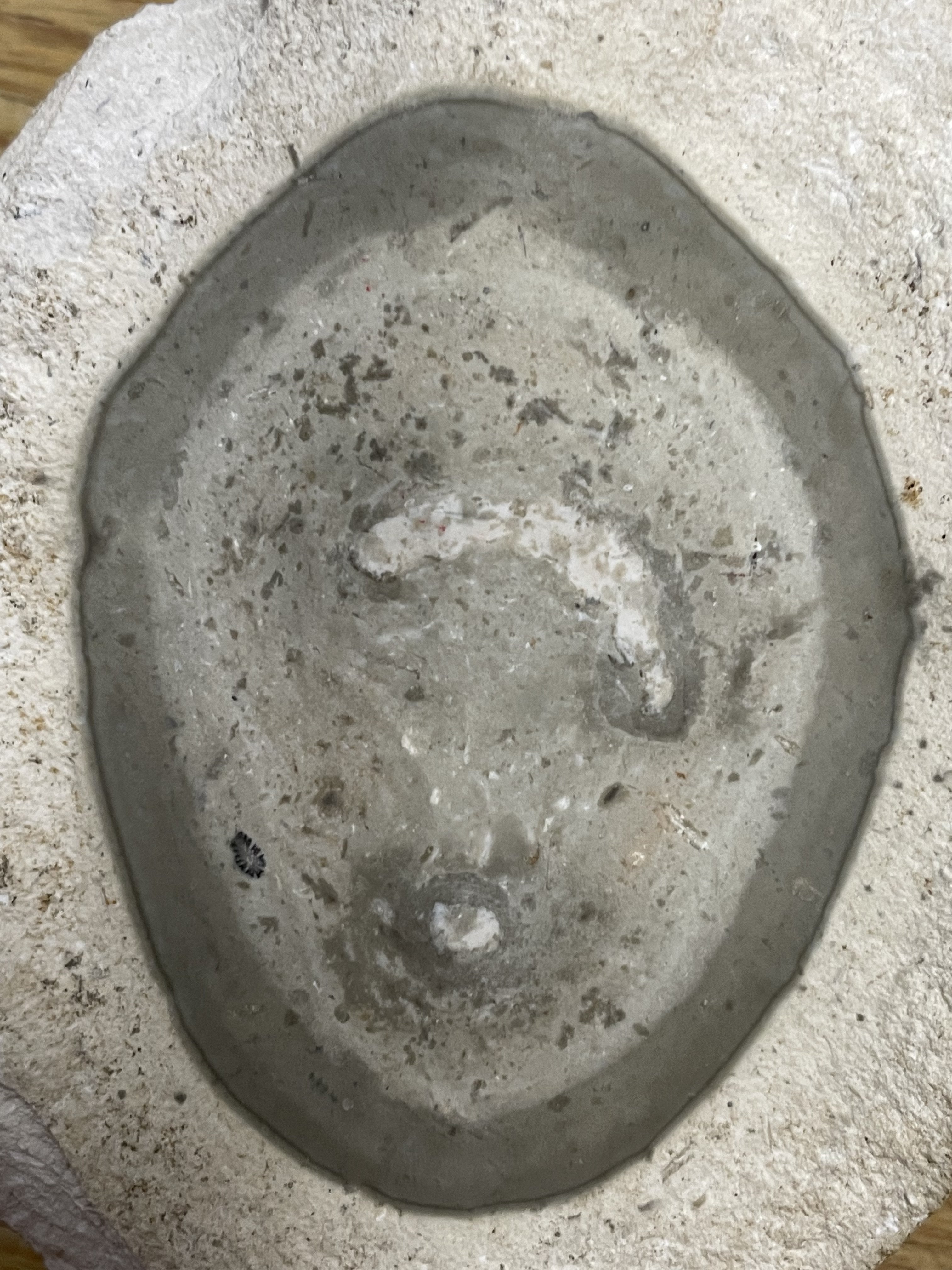 Unknown Ozark ( Sunrise Beach, MO) Find - Fossil ID - The Fossil Forum