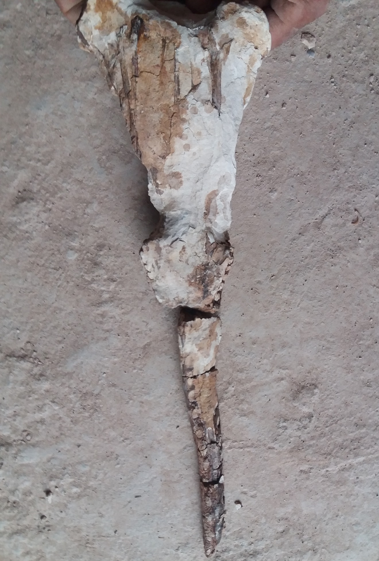Polycotylid lower jaw? - Fossil ID - The Fossil Forum
