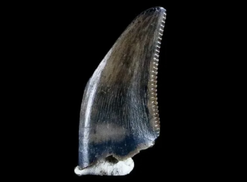 Possible Dromaeosaurid Tooth? - Fossil ID - The Fossil Forum