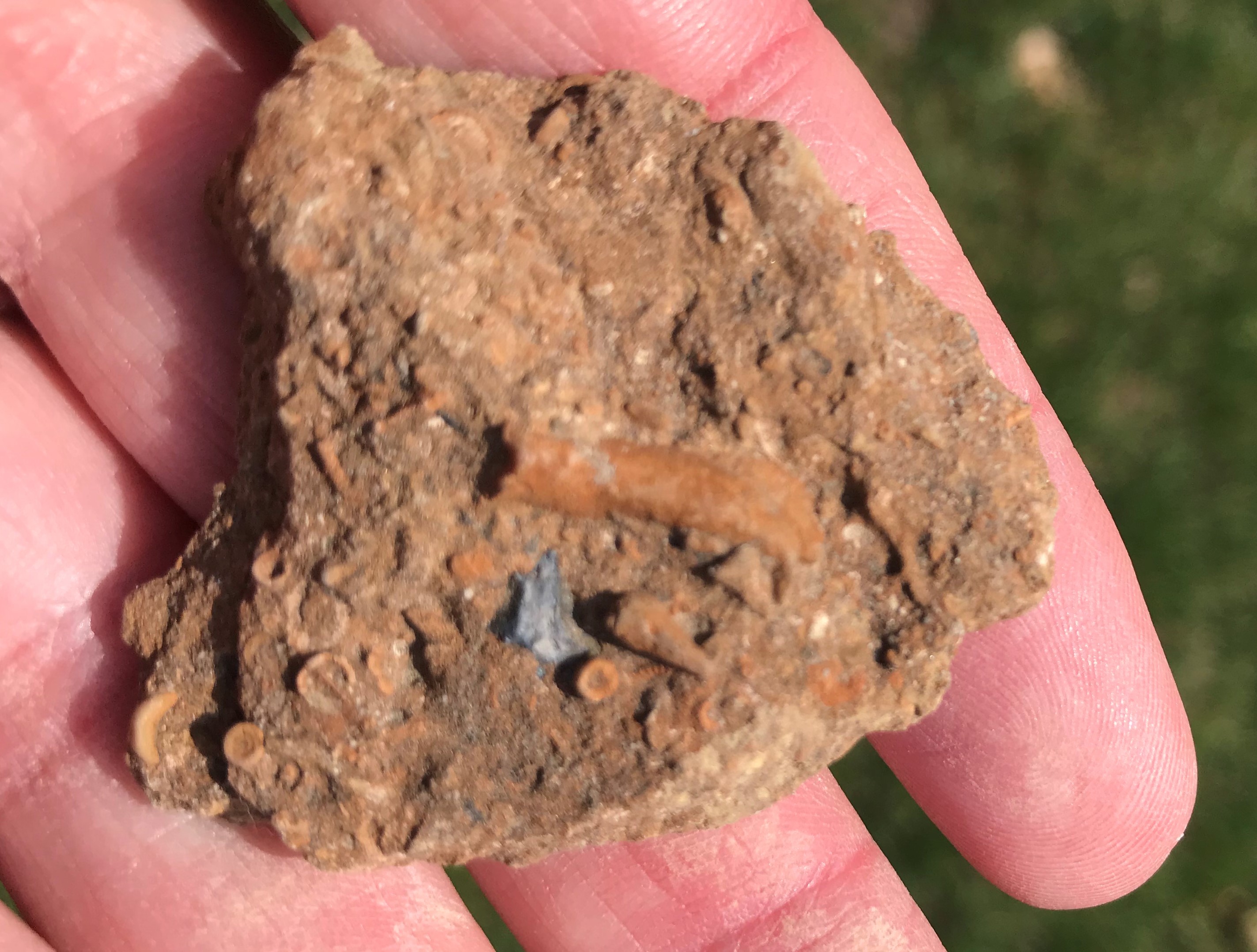 Paleozoic Teeth? - Fossil ID - The Fossil Forum