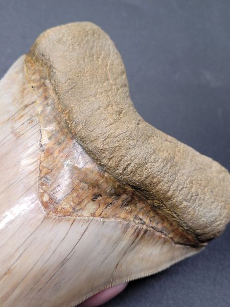Meg tooth - Is It Real? How to Recognize Fossil Fabrications - The ...