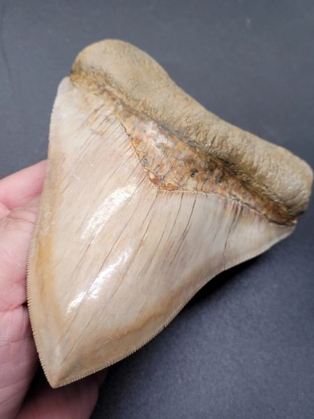 Meg tooth - Is It Real? How to Recognize Fossil Fabrications - The ...