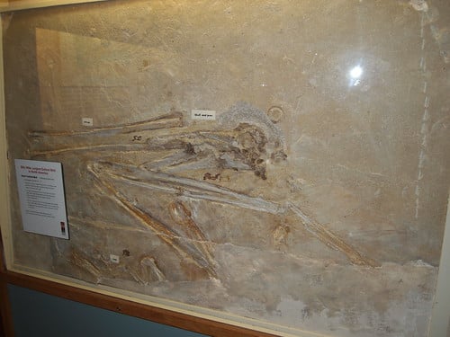 Pelagornithidae bony-toothed birds - General Fossil Discussion - The ...