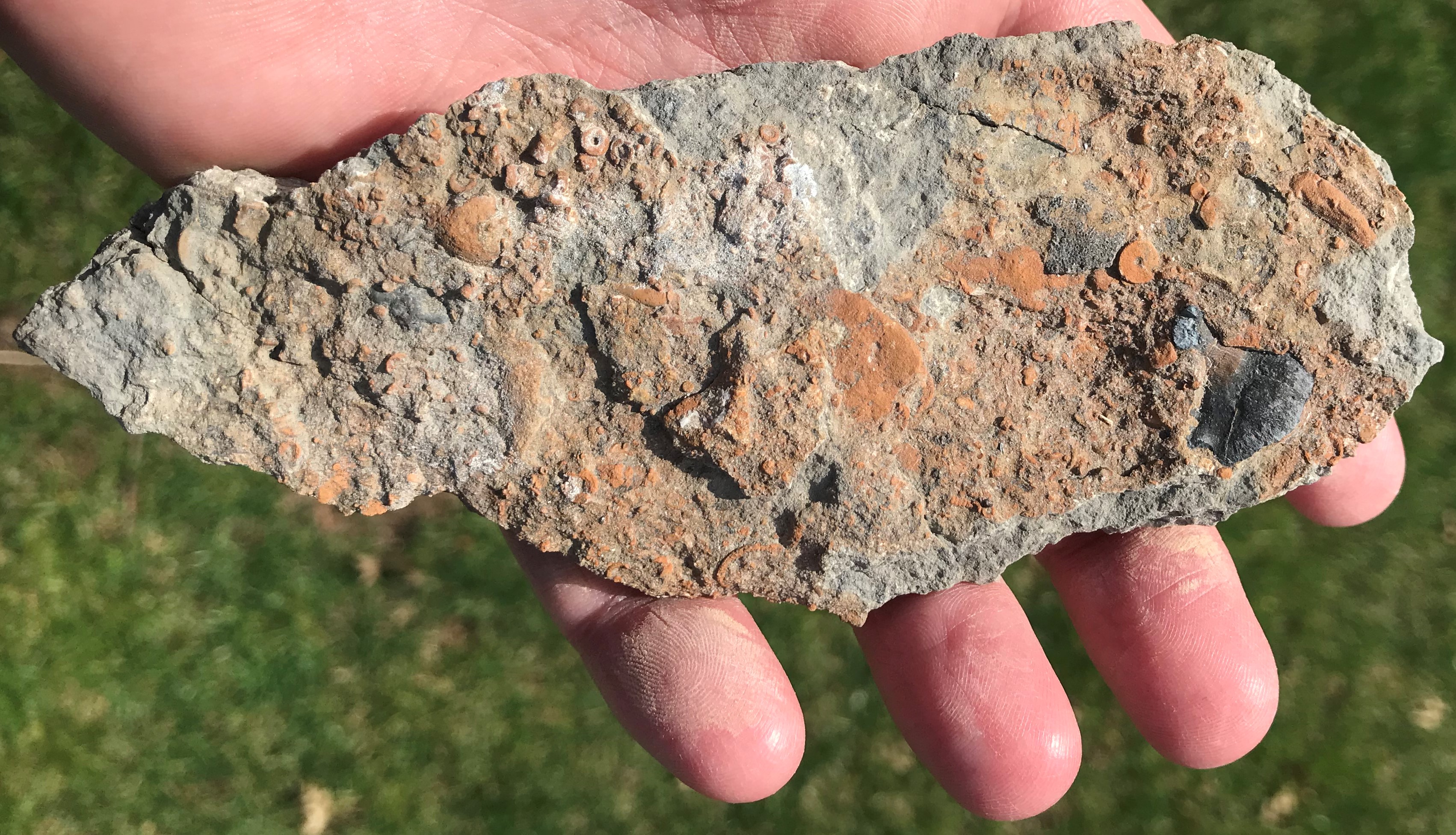 Paleozoic Teeth? - Fossil ID - The Fossil Forum