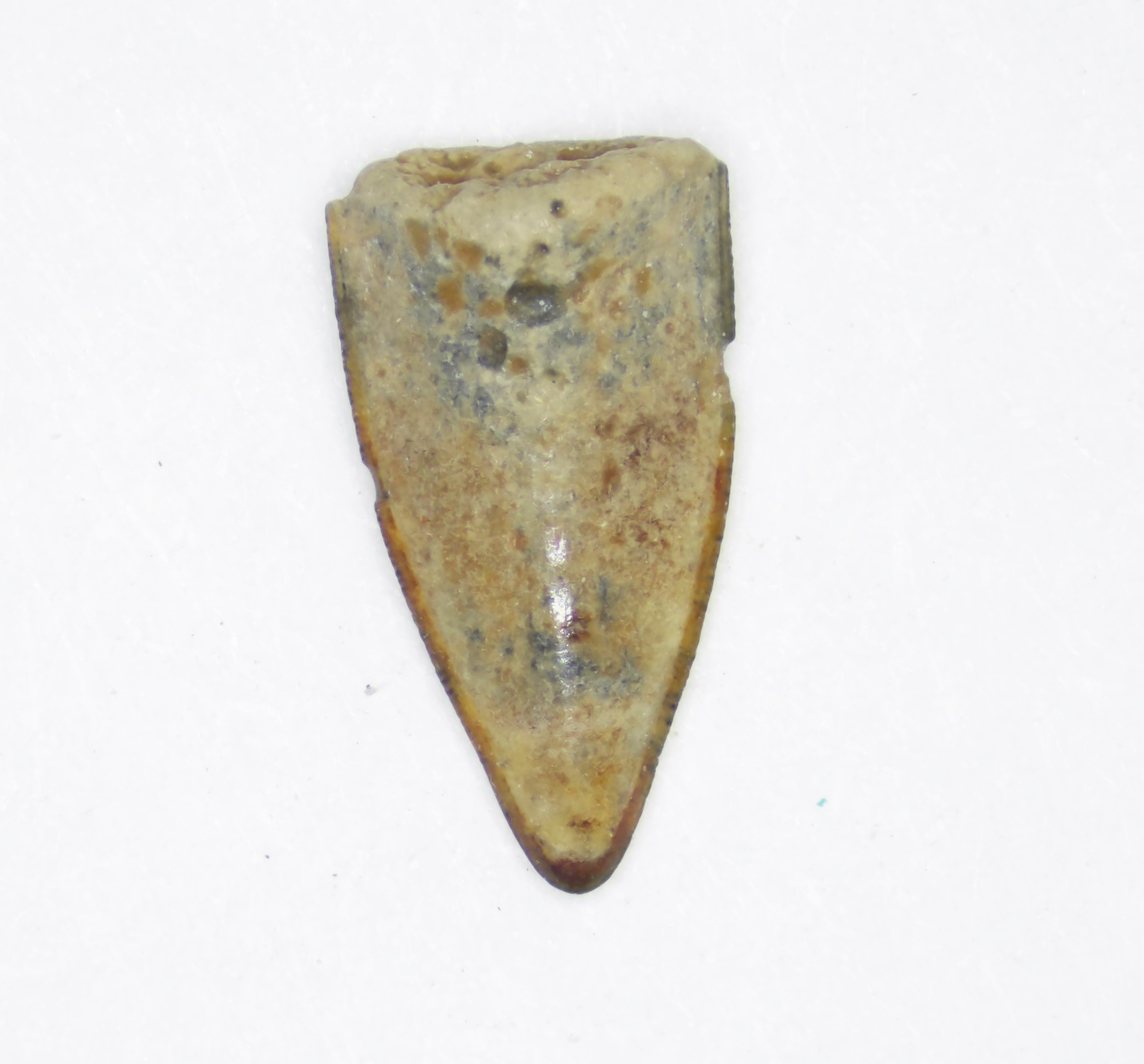 Bone Valley Florida Micros! - Micro-paleontology - The Fossil Forum