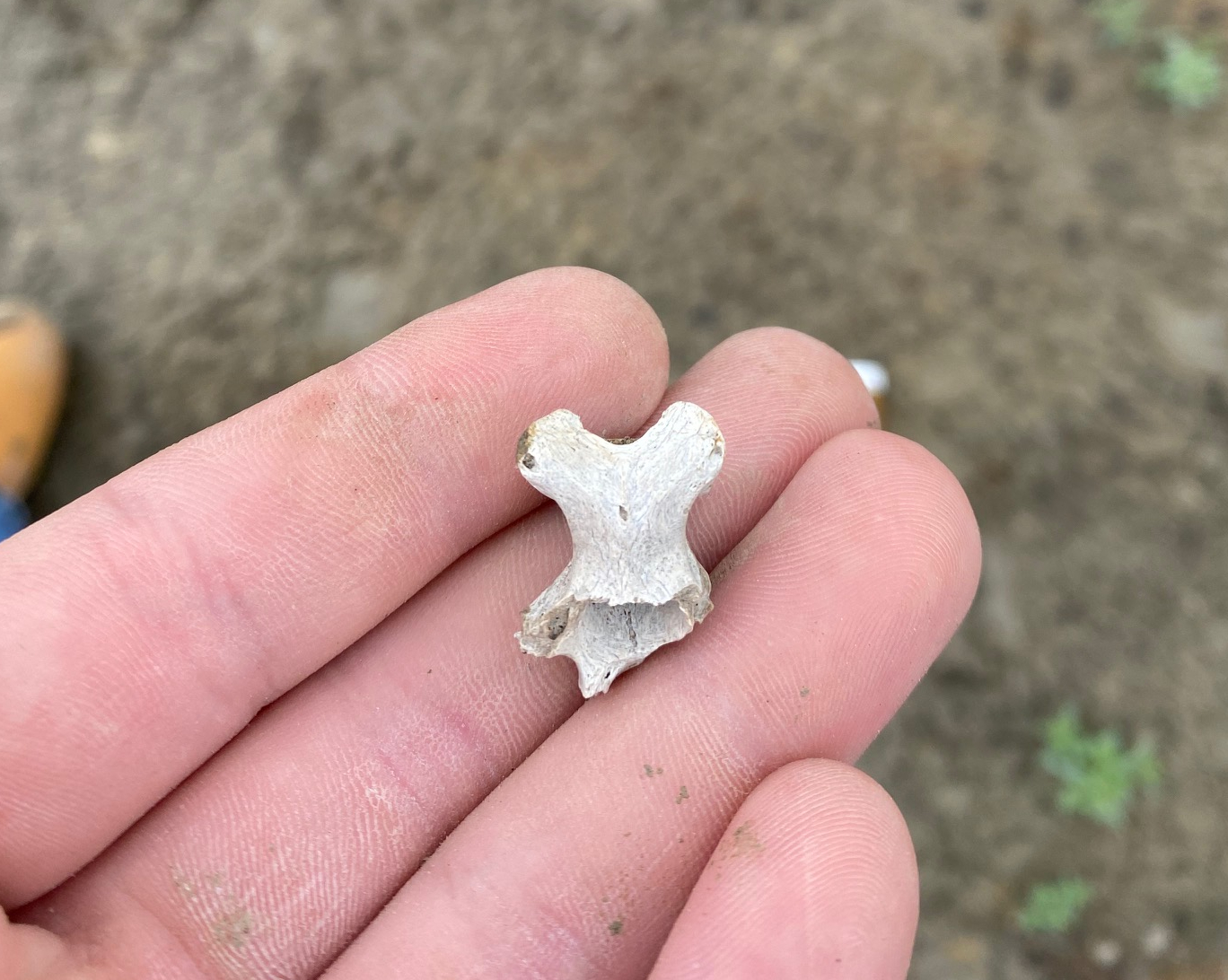 Bird Vertebra from Hell Creek - Fossil ID - The Fossil Forum