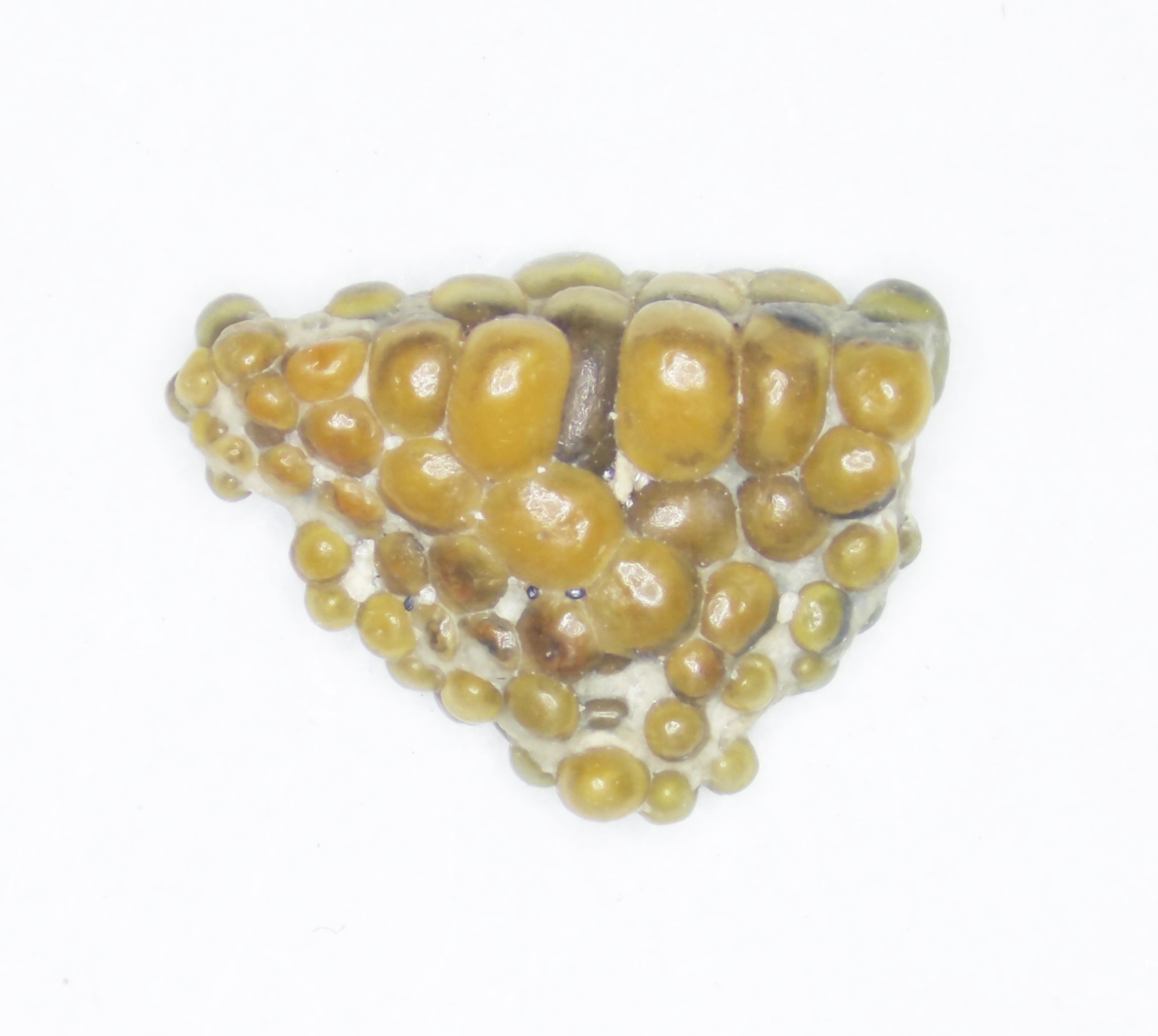 Bone Valley Florida Micros! - Micro-paleontology - The Fossil Forum