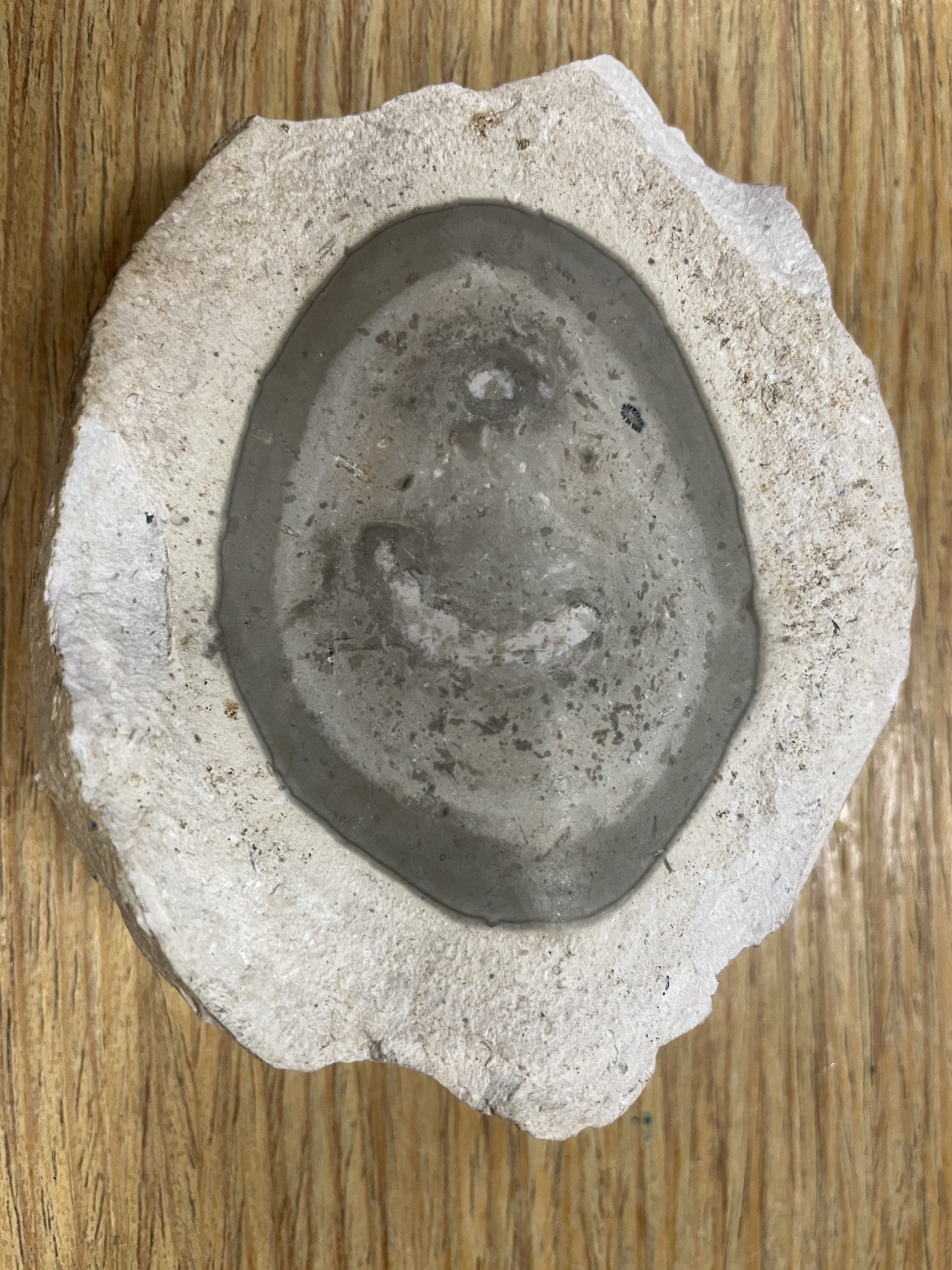 Unknown Ozark ( Sunrise Beach, MO) Find - Fossil ID - The Fossil Forum