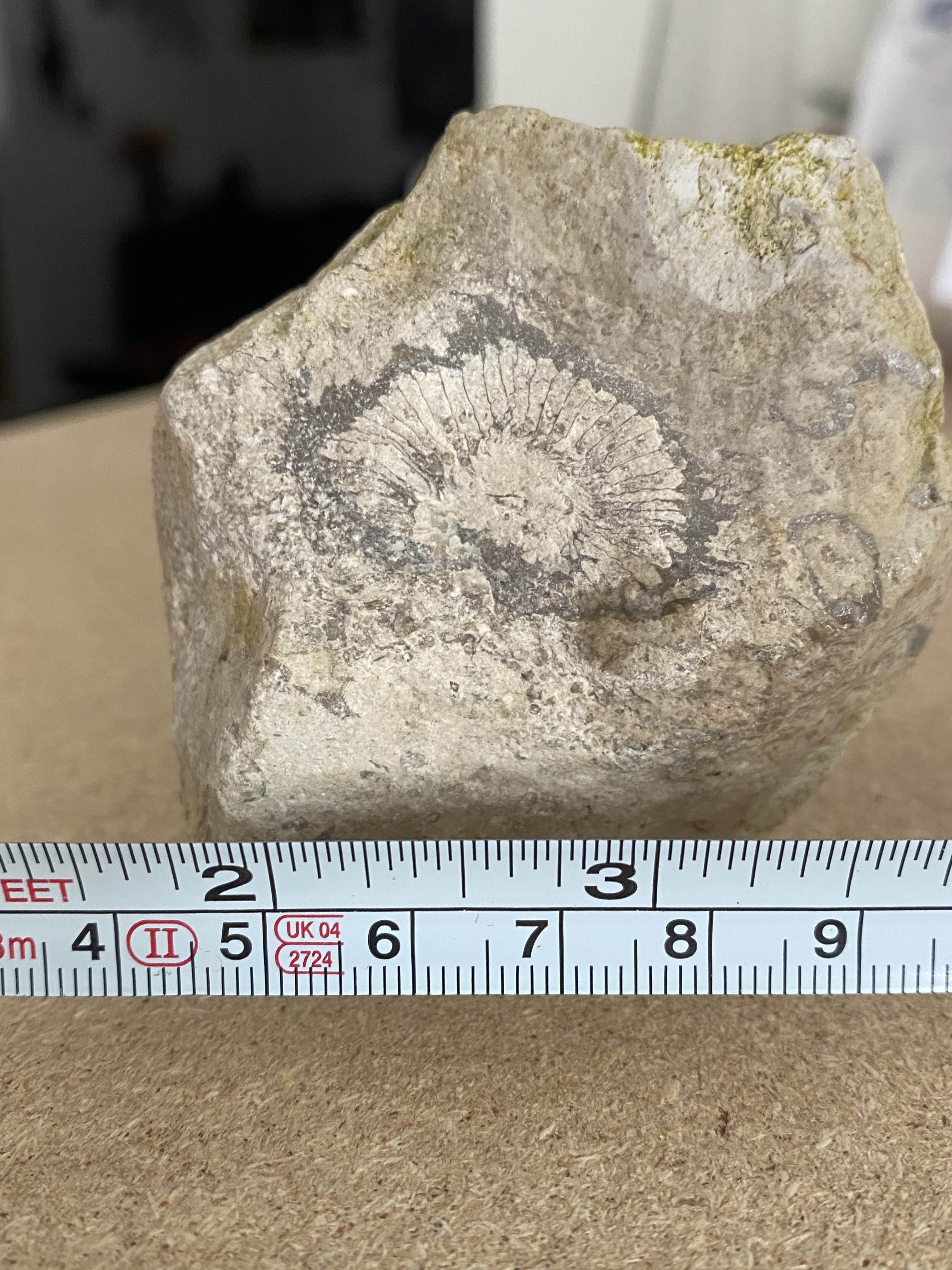 Lake Huron Fossil Finds - Fossil ID - The Fossil Forum