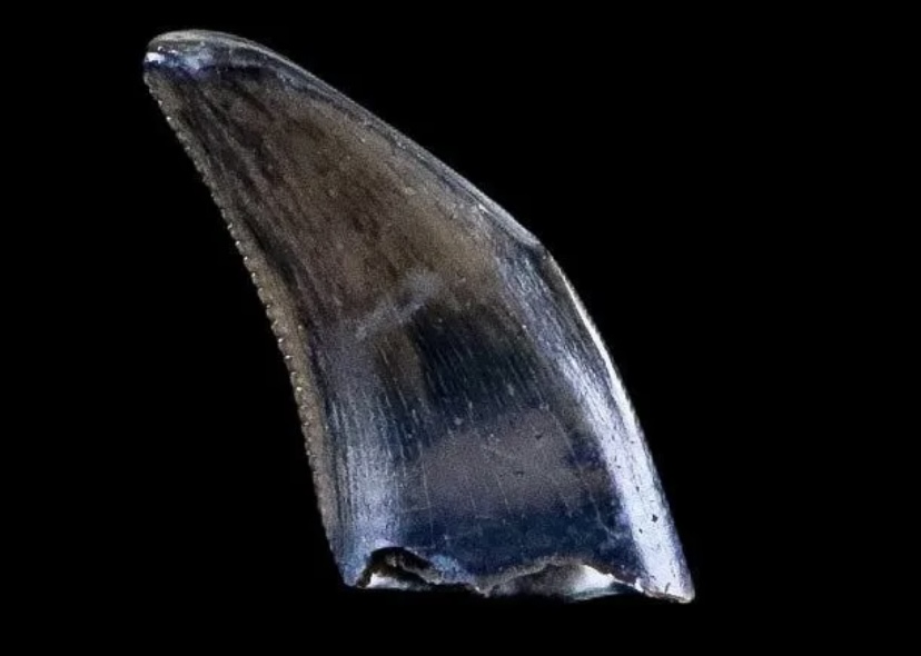 Possible Dromaeosaurid Tooth? - Fossil ID - The Fossil Forum