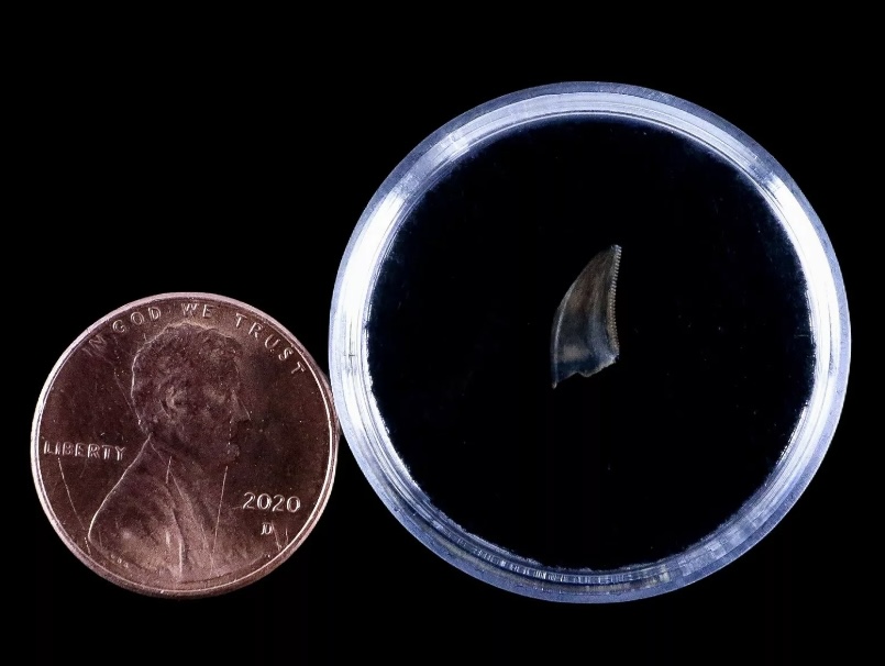 Possible Dromaeosaurid Tooth? - Fossil ID - The Fossil Forum