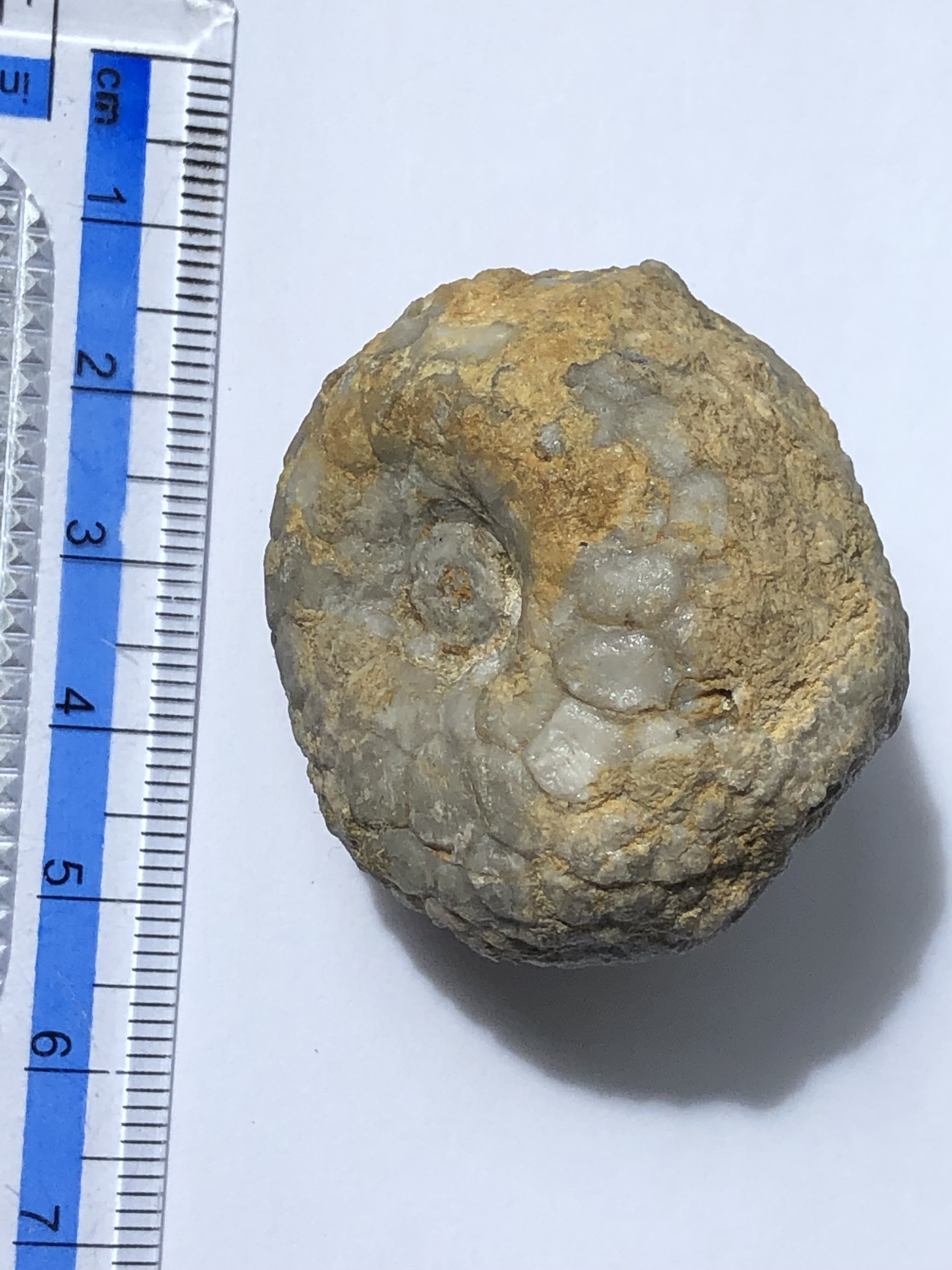 Dudley crinoid - Fossil ID - The Fossil Forum