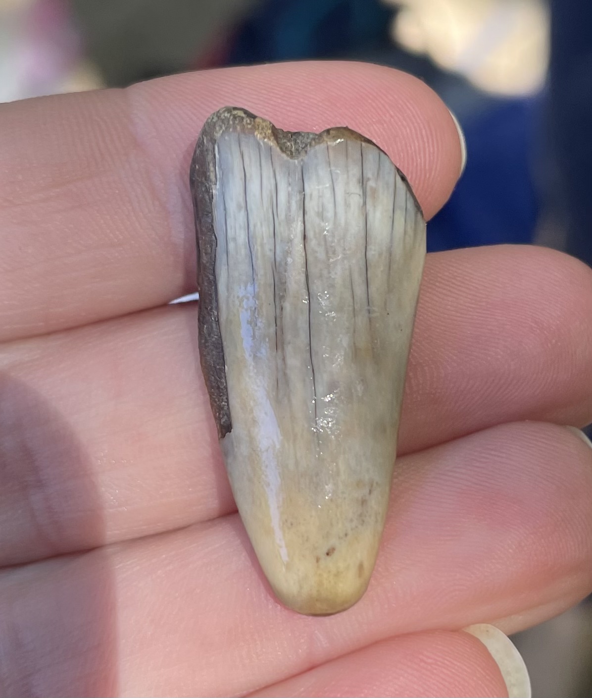Shark tooth ID help! - Fossil ID - The Fossil Forum