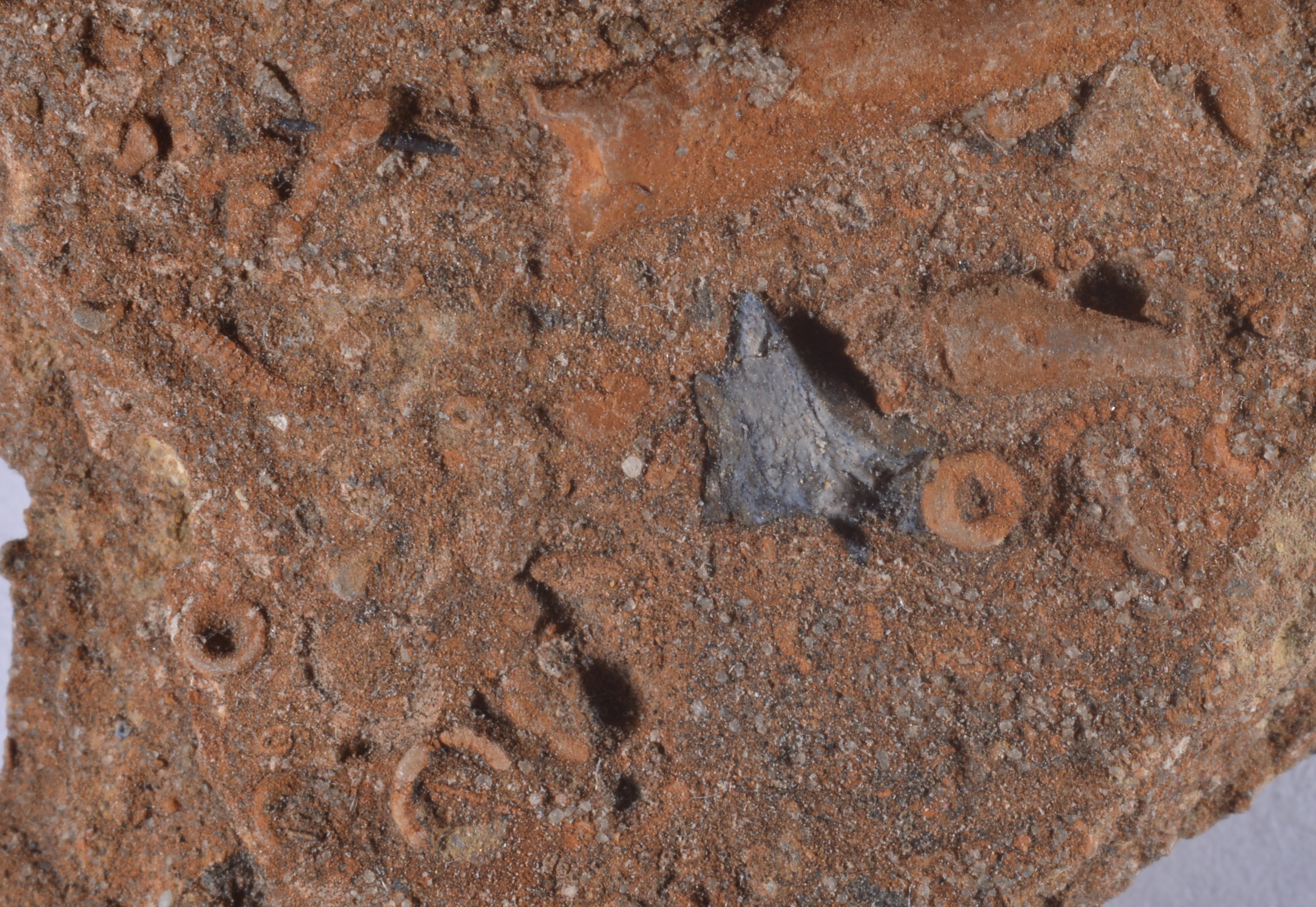 Paleozoic Teeth? - Fossil ID - The Fossil Forum