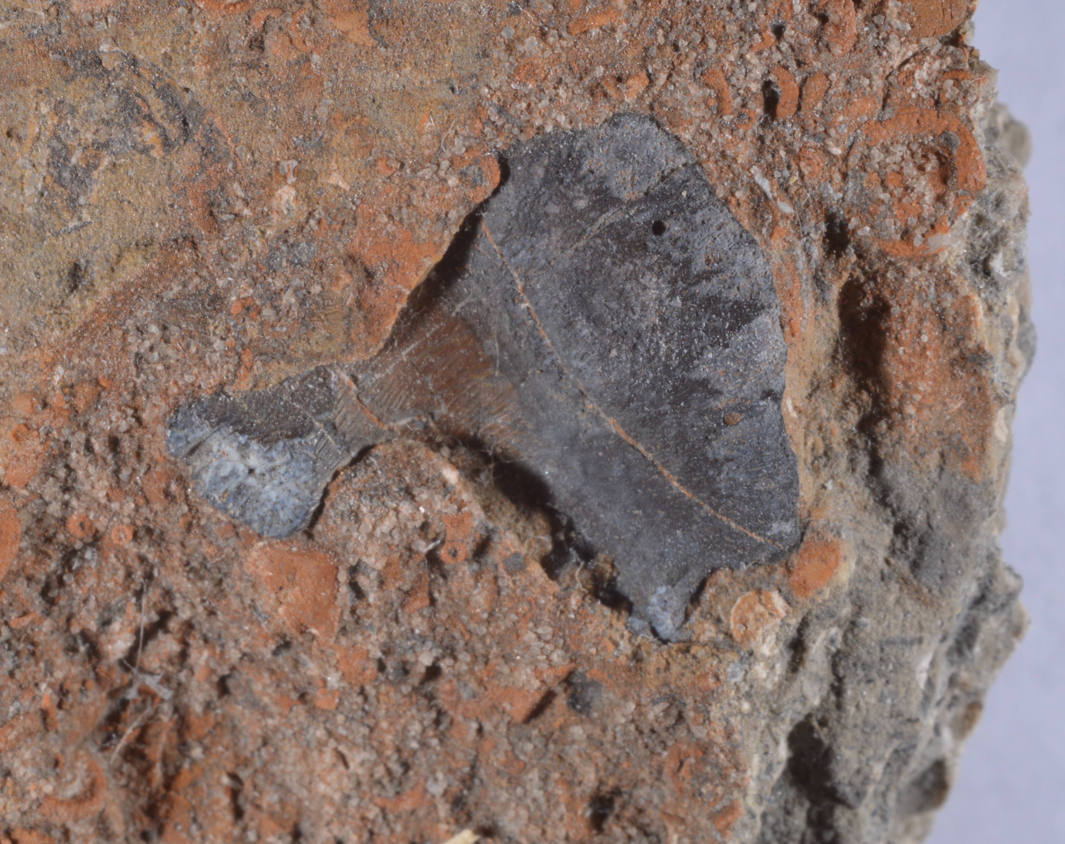 Paleozoic Teeth? - Fossil ID - The Fossil Forum