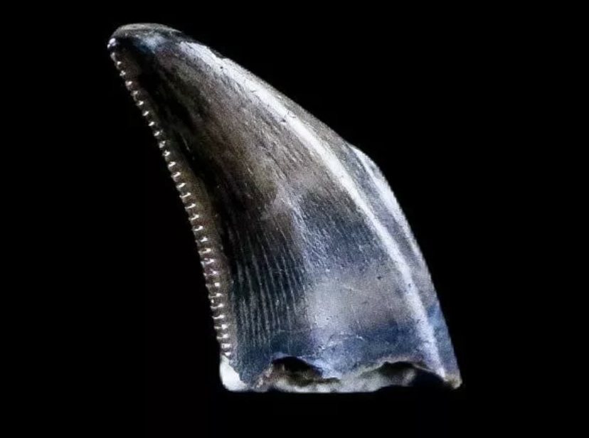 Possible Dromaeosaurid Tooth? - Fossil ID - The Fossil Forum