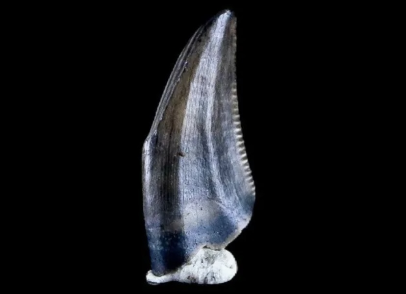 Possible Dromaeosaurid Tooth? - Fossil ID - The Fossil Forum