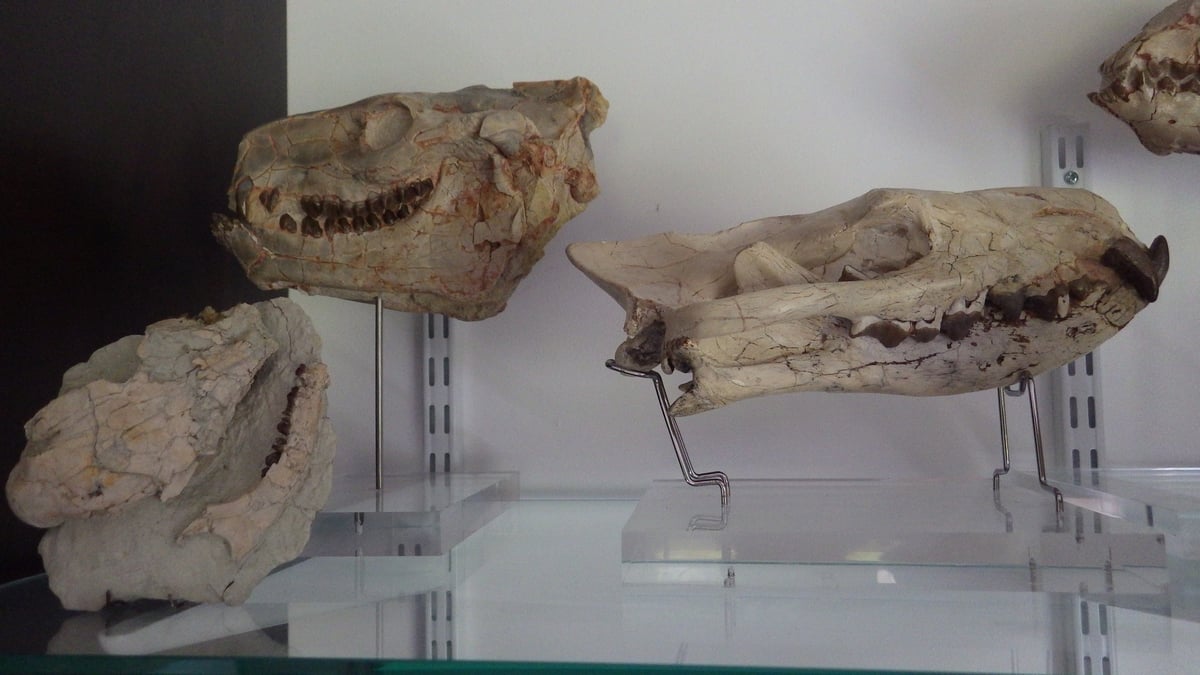 Simple Homemade Display Stands - Fossil Preparation - The Fossil Forum