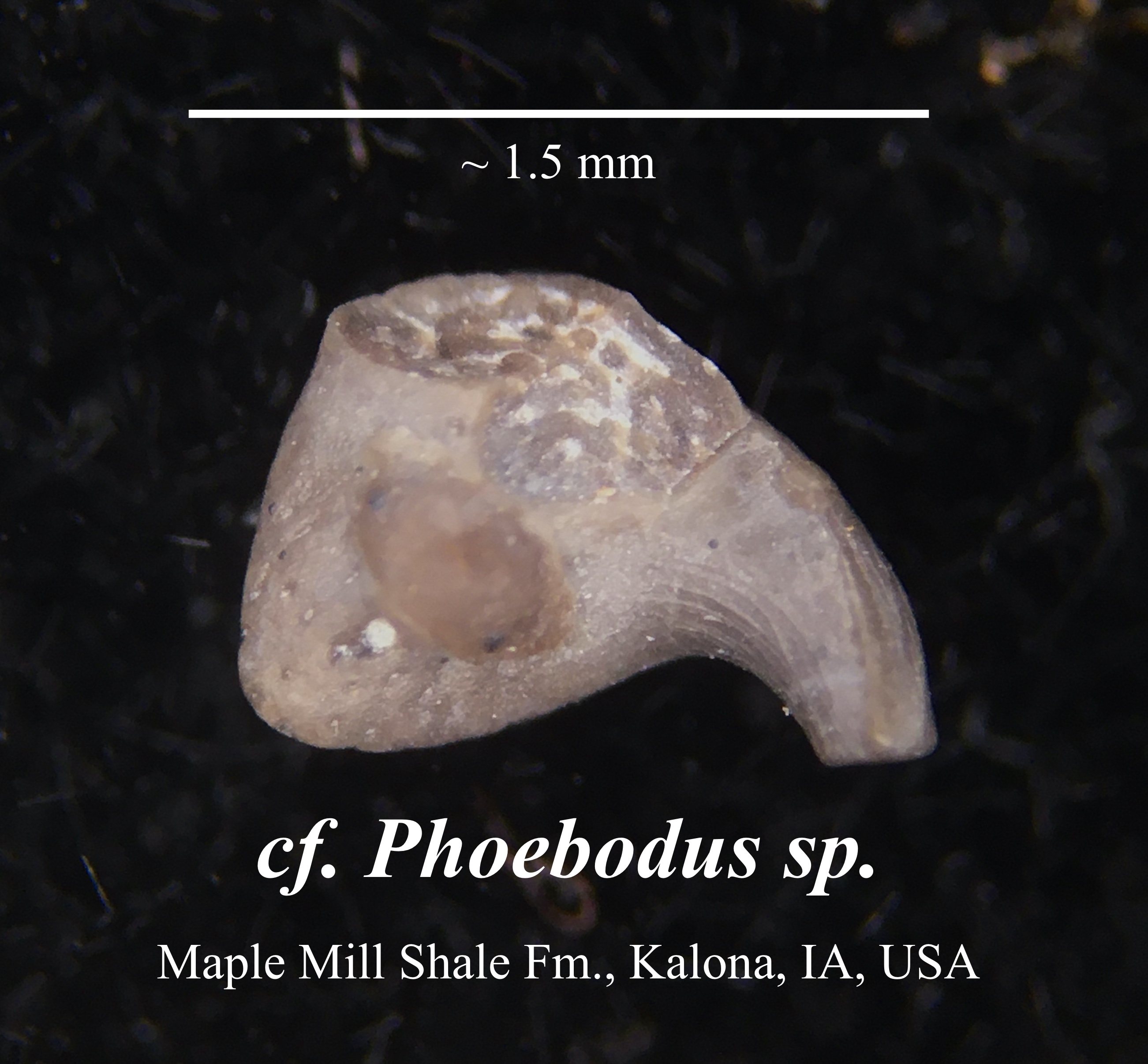 Sculpting and 3D printing Devonian shark teeth - Paleo Re-creations ...