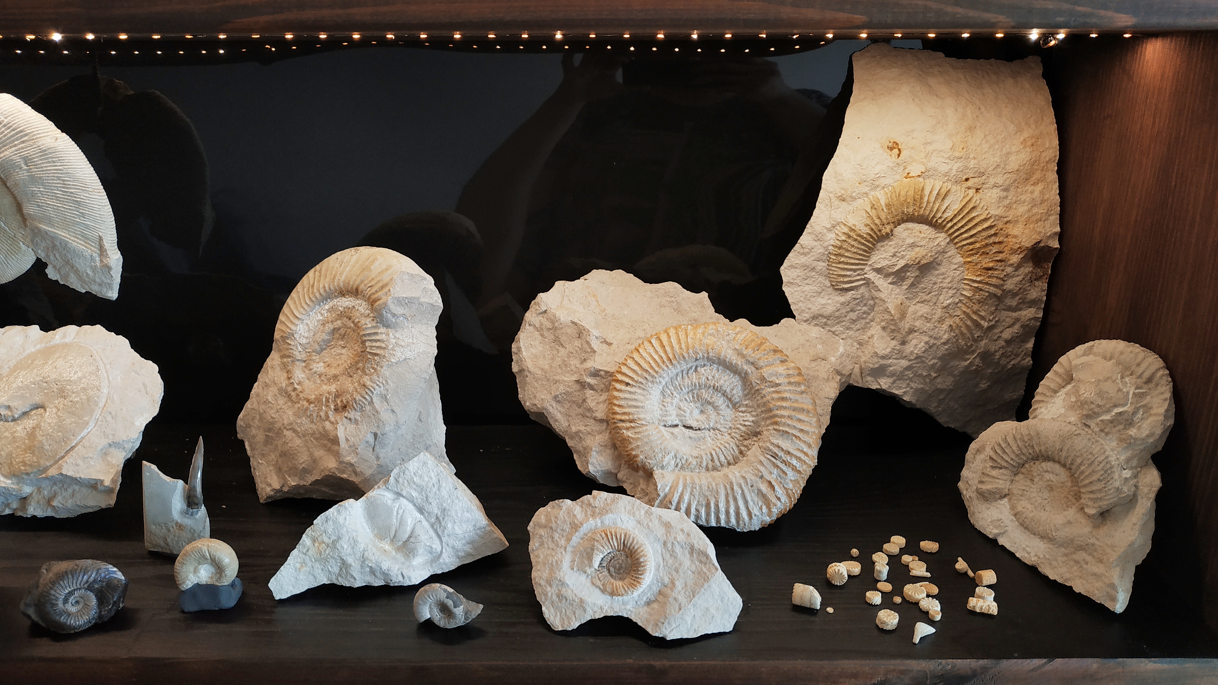 Hand picked fossils showcase - Member Collections - The Fossil Forum