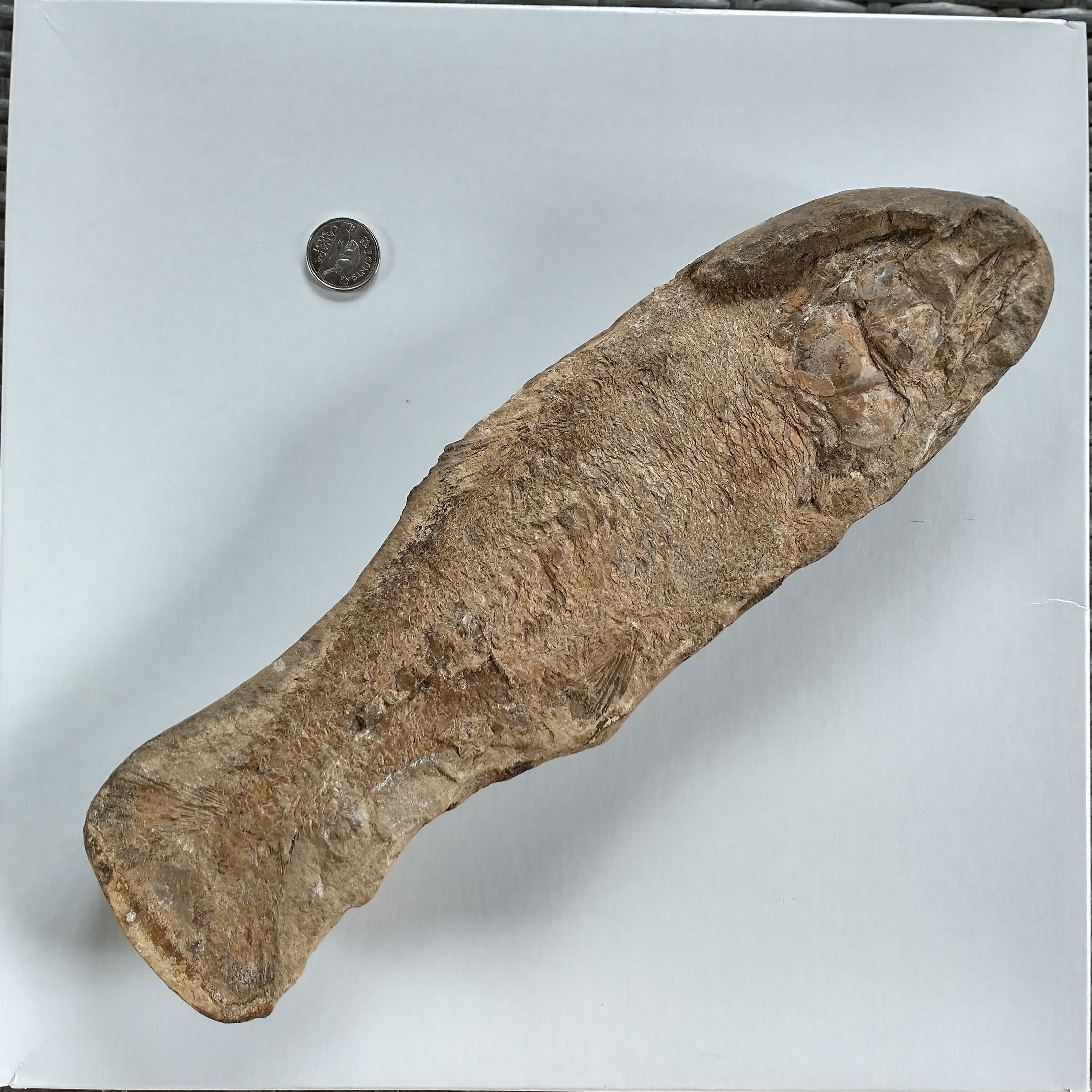 Unidentified Brazilian Fossil Fish - Fossil ID - The Fossil Forum