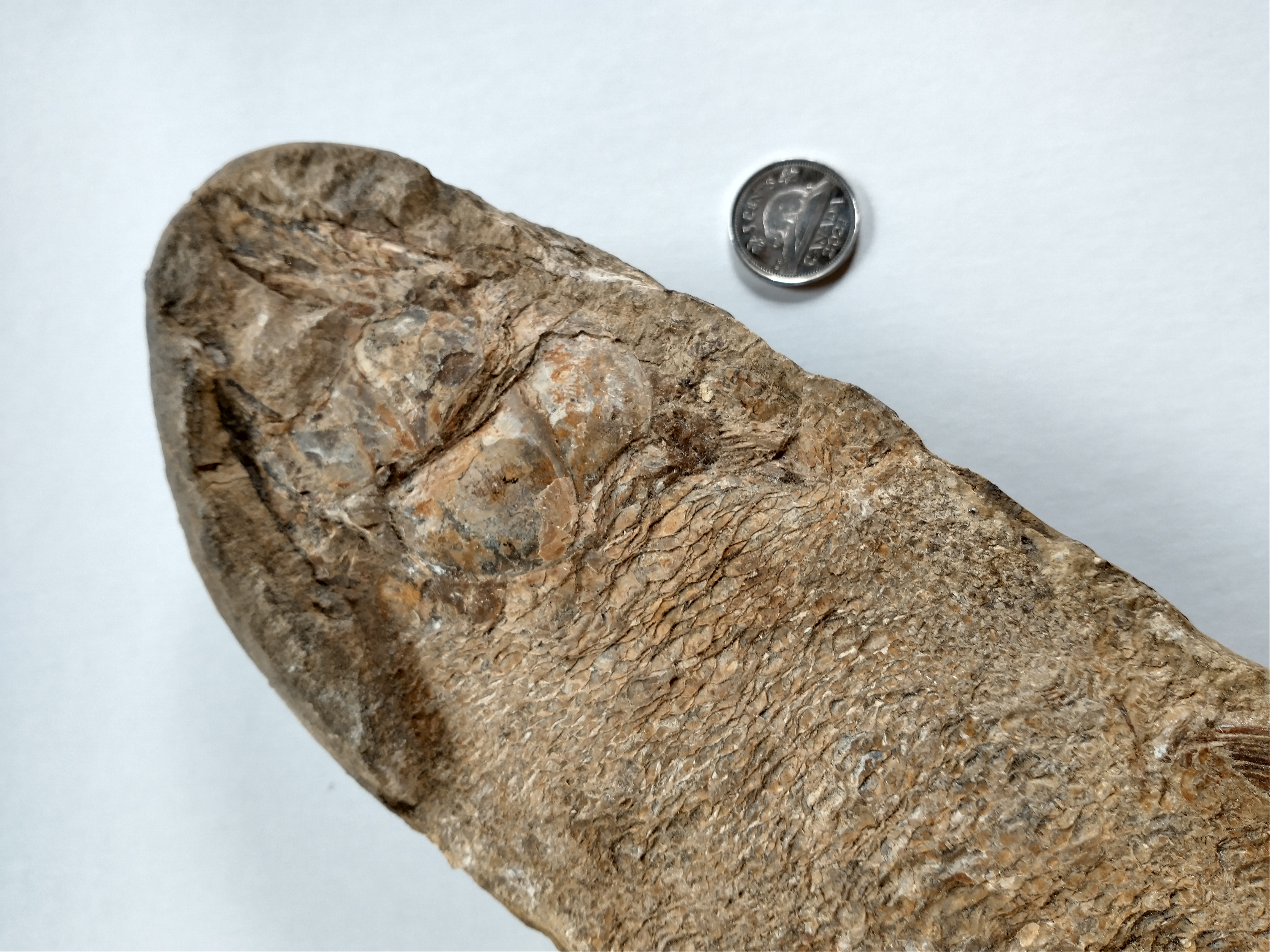 Unidentified Brazilian Fossil Fish - Fossil ID - The Fossil Forum