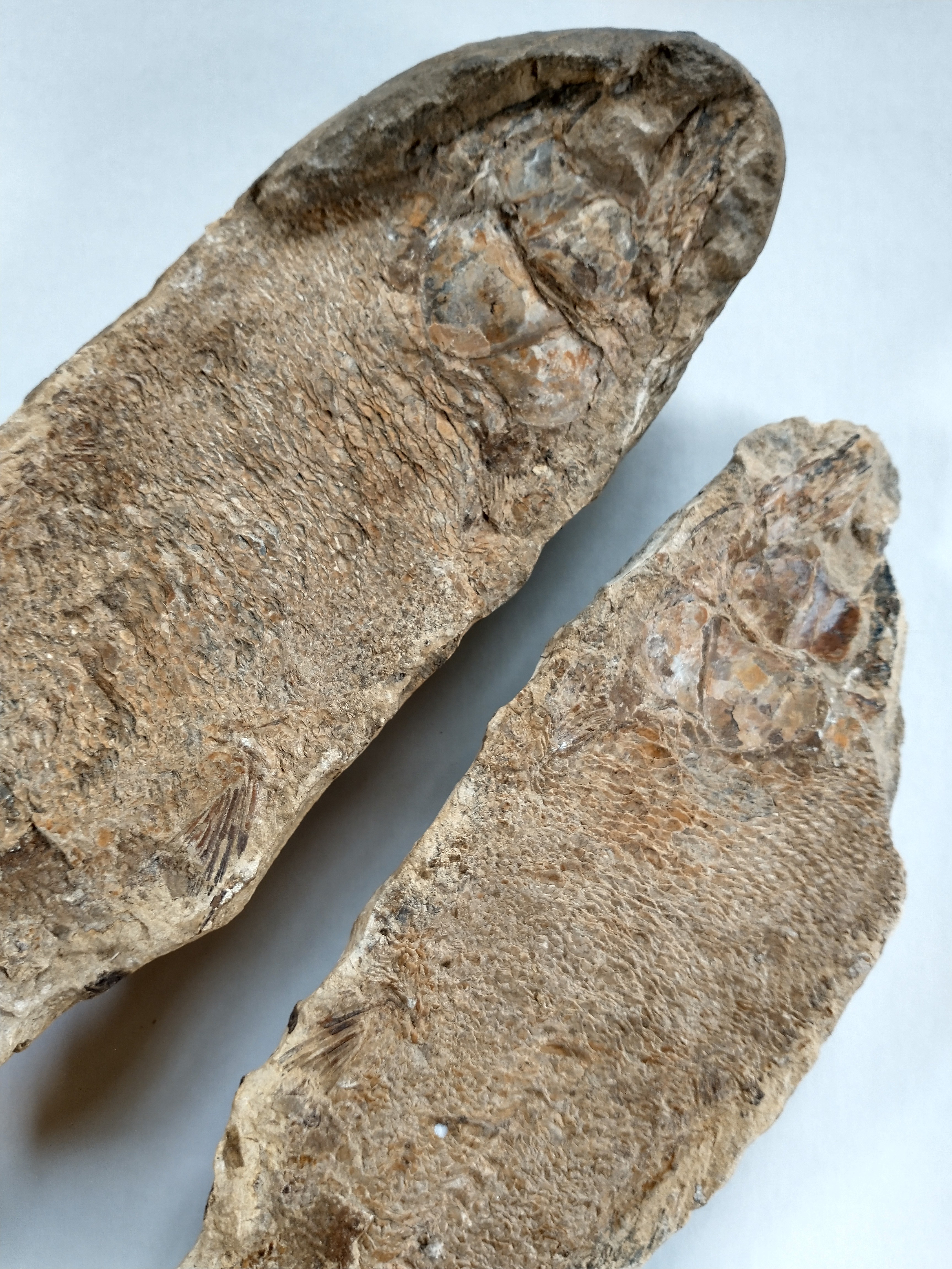 Unidentified Brazilian Fossil Fish - Fossil ID - The Fossil Forum