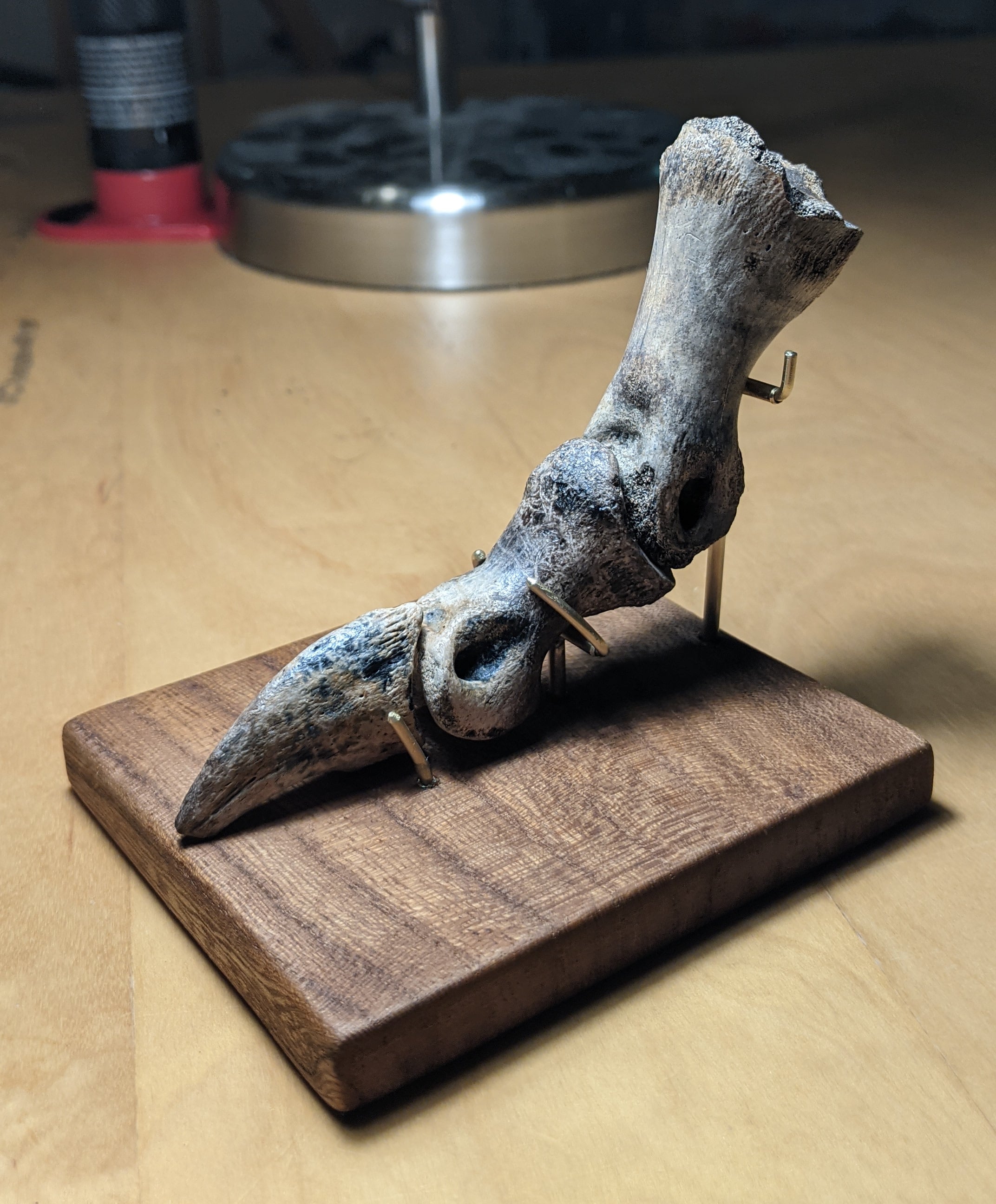 Simple Homemade Display Stands - Fossil Preparation - The Fossil Forum