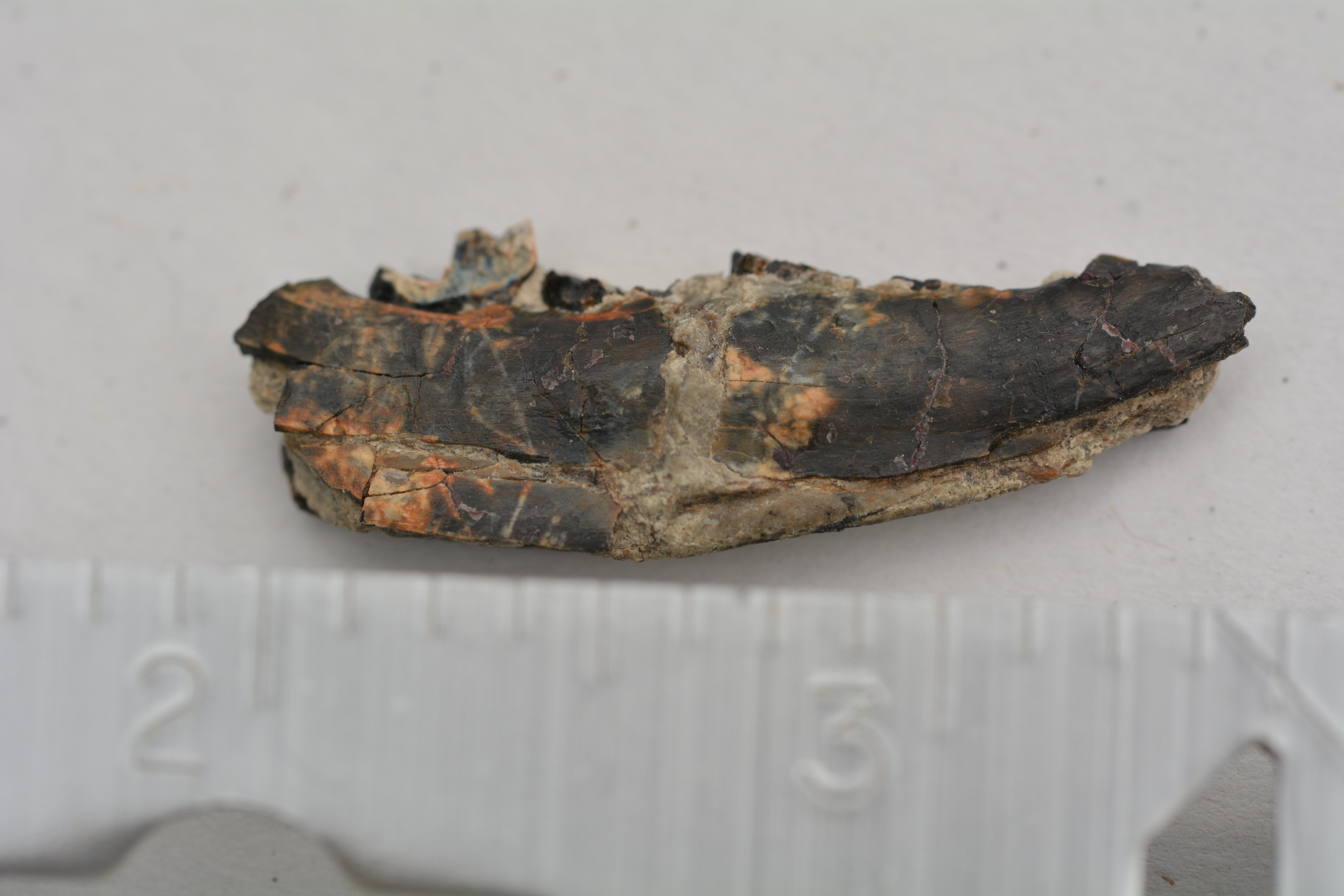 Possible Plesiadapidae lower jaw fragment from the Willwood Formation ...
