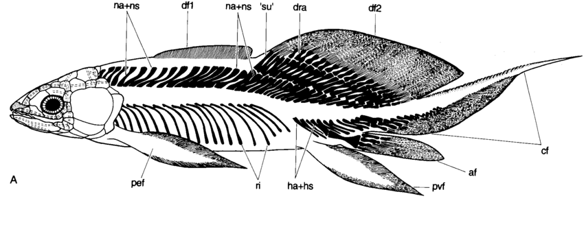 Can anyone identify this fish fossil? - Fossil ID - The Fossil Forum