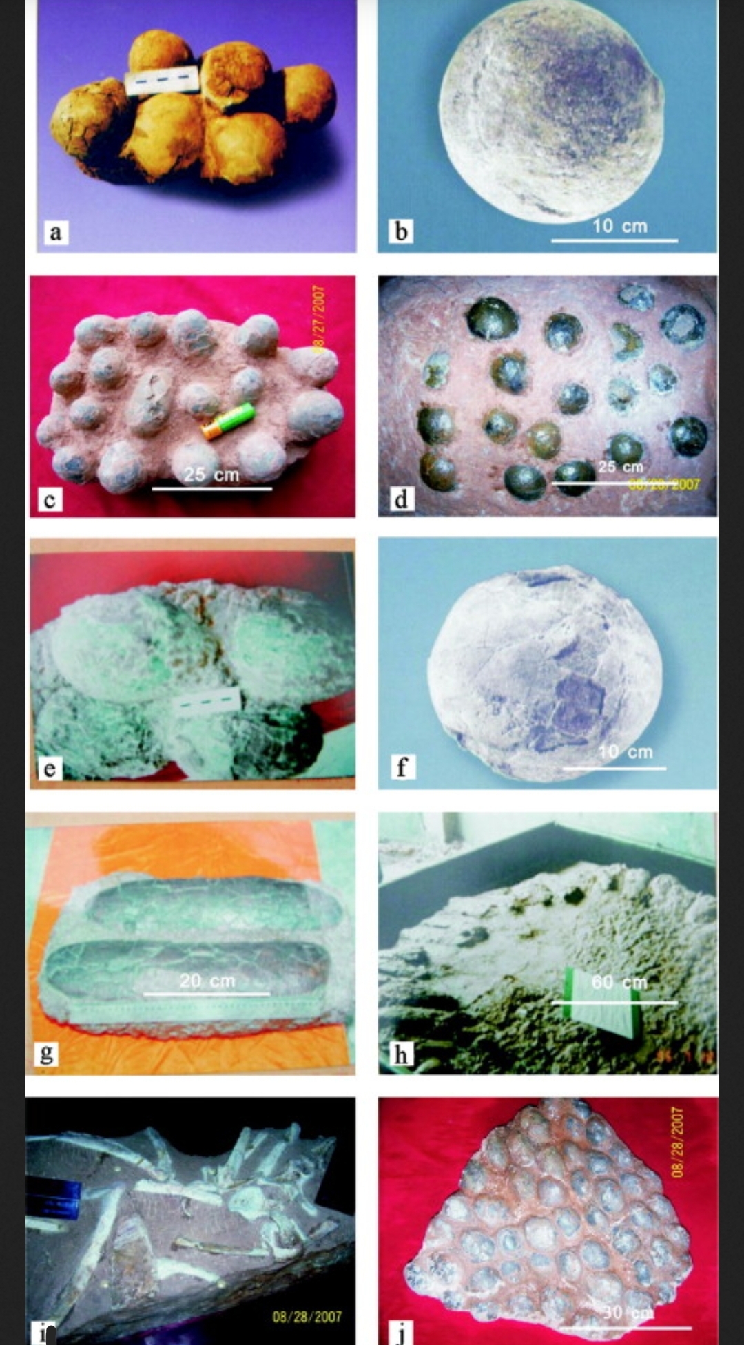 Unusual, small, round eggs -- from China. - Fossil ID - The Fossil Forum