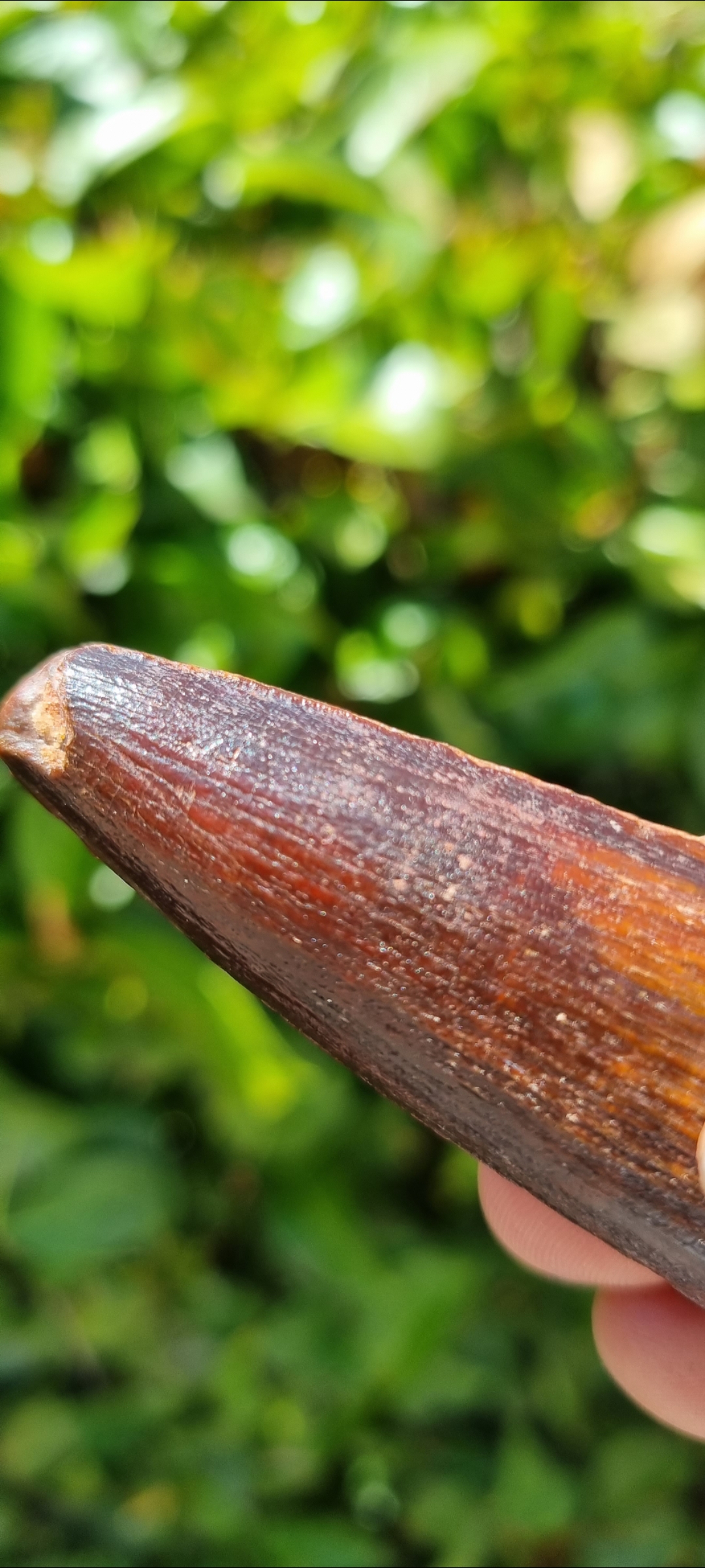 Big spinosaurus tooth with Pathology and serrations? - General Fossil ...