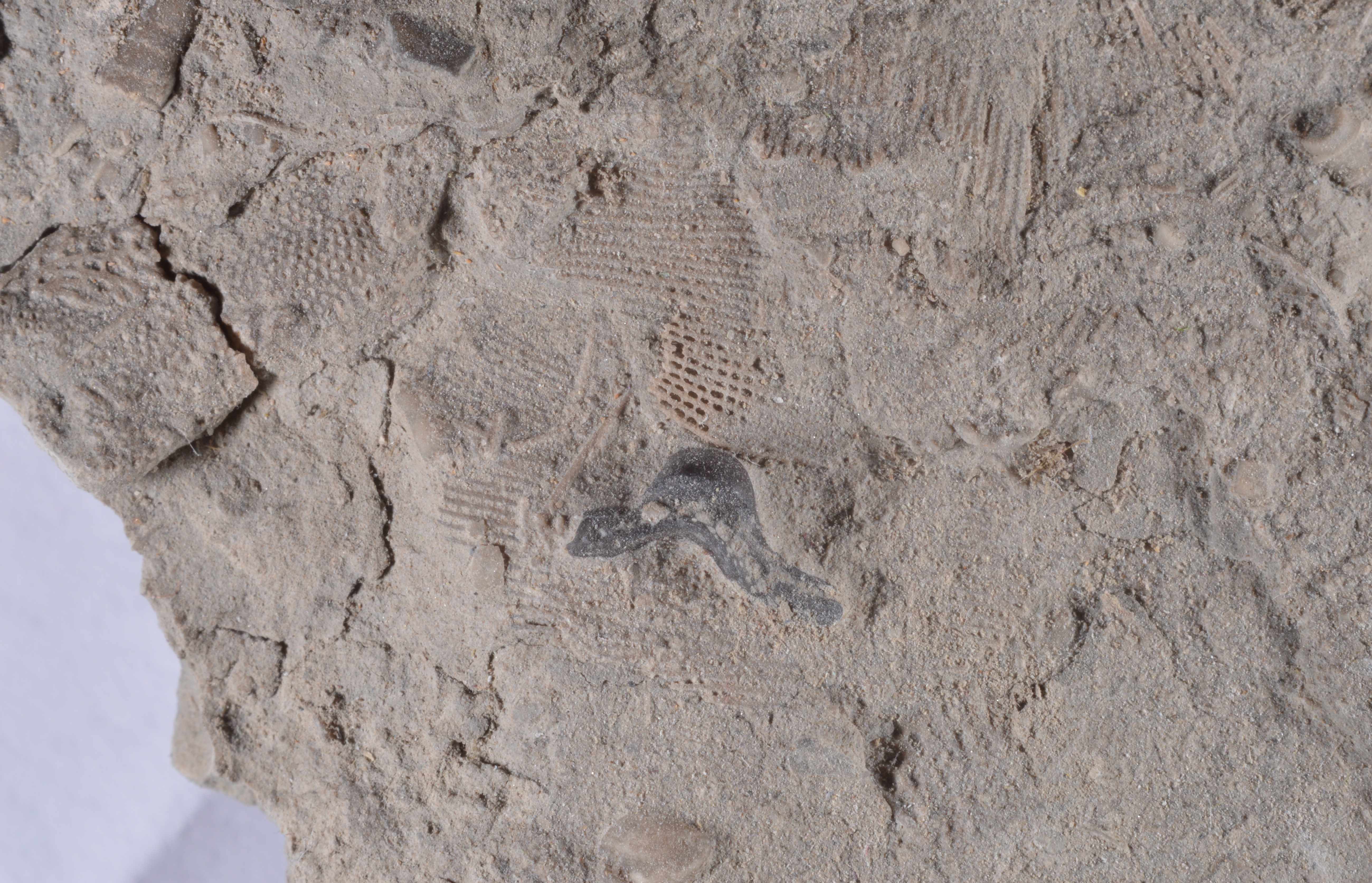Paleozoic Teeth? - Fossil ID - The Fossil Forum