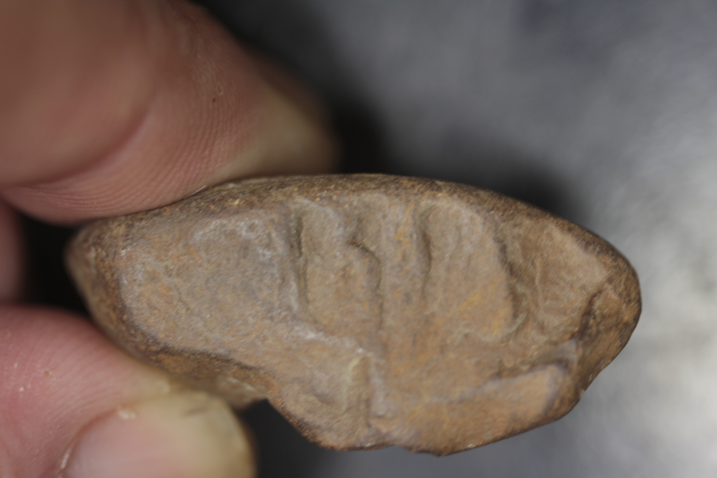 Bone with what looks like teeth marks? - Fossil ID - The Fossil Forum