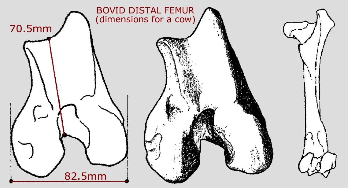 Another Really weird Florida bone What is this thing? - Fossil ID - The ...
