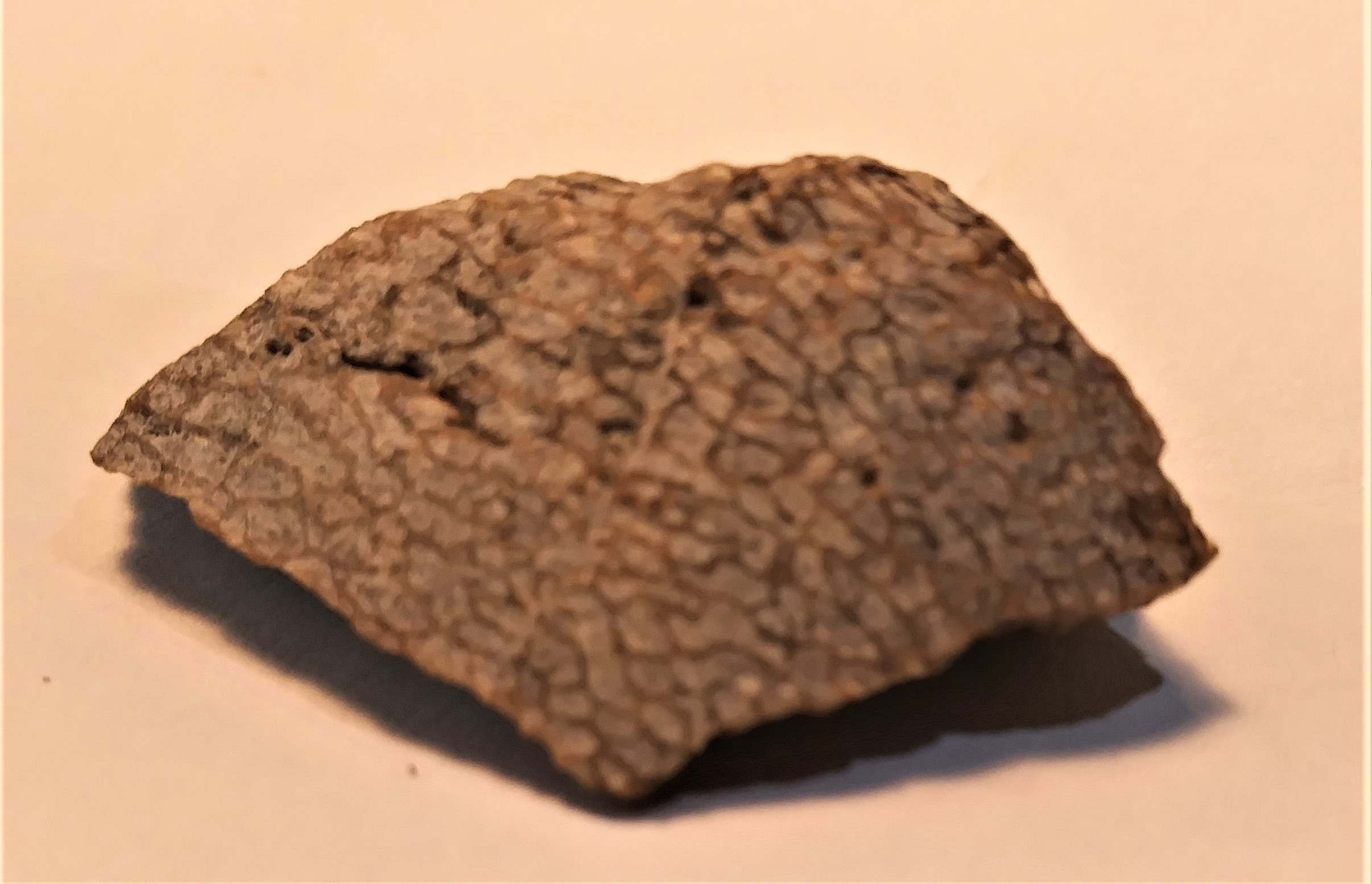 Is this a triceratops bone? - Fossil ID - The Fossil Forum