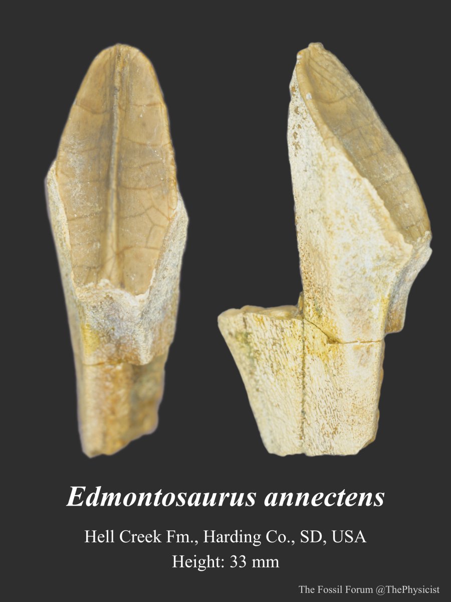 Rooted Edmontosaurus tooth - Cretaceous - The Fossil Forum