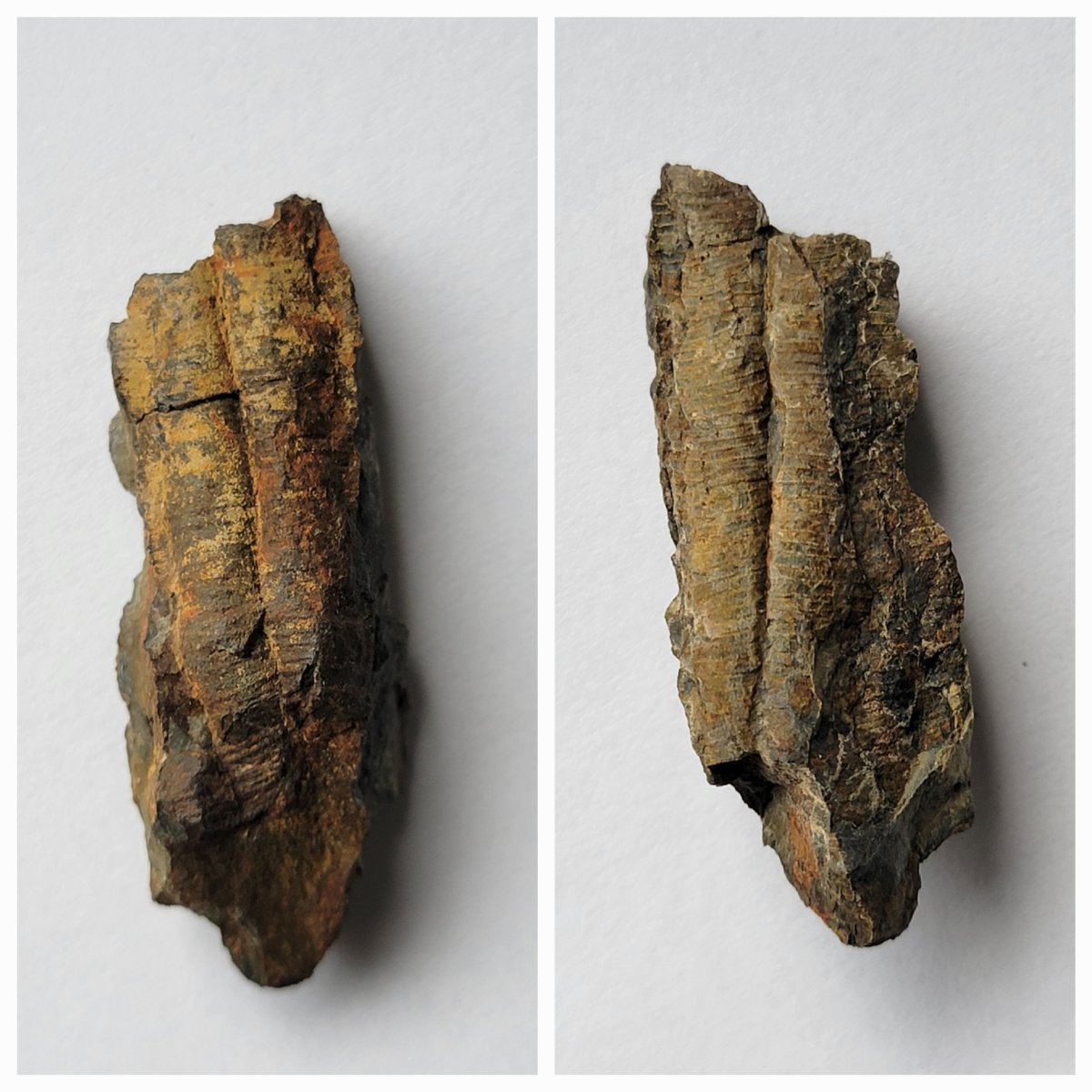 Conularia - Devonian - The Fossil Forum
