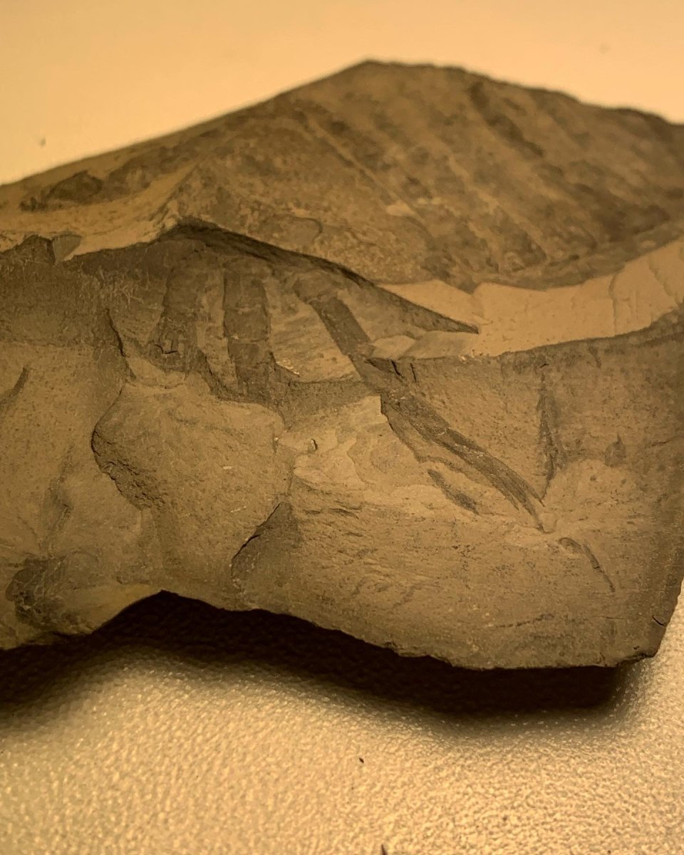 Eurypterid With Walking Legs (2) - Member Collections - The Fossil Forum