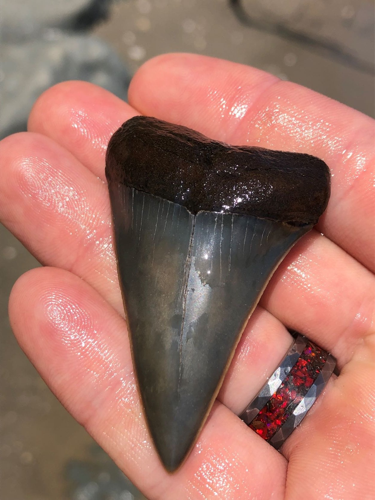 Beautiful C. hastalis shark tooth from Matoaka - Fossil Hunting Trips ...