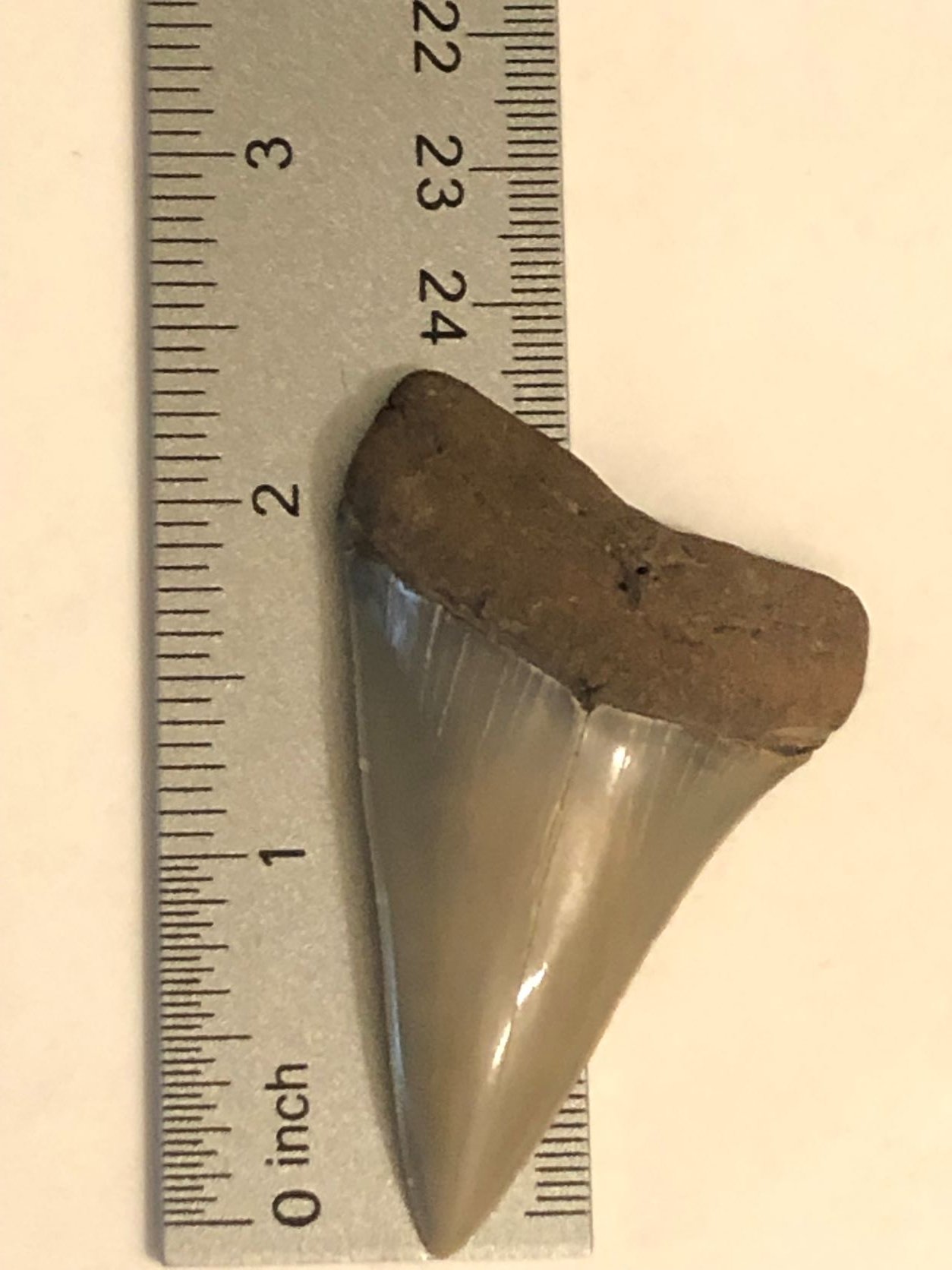 Beautiful C. hastalis shark tooth from Matoaka - Fossil Hunting Trips ...