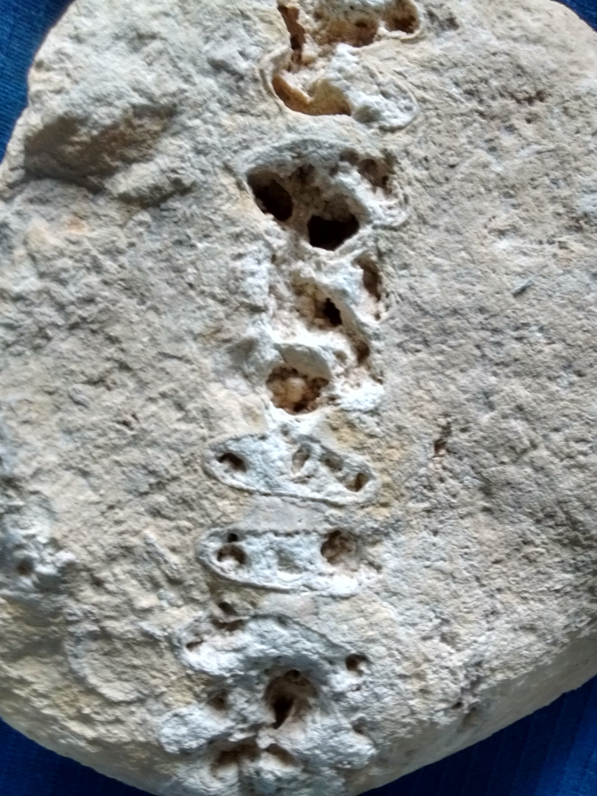 unknown pattern in rock - Fossil ID - The Fossil Forum