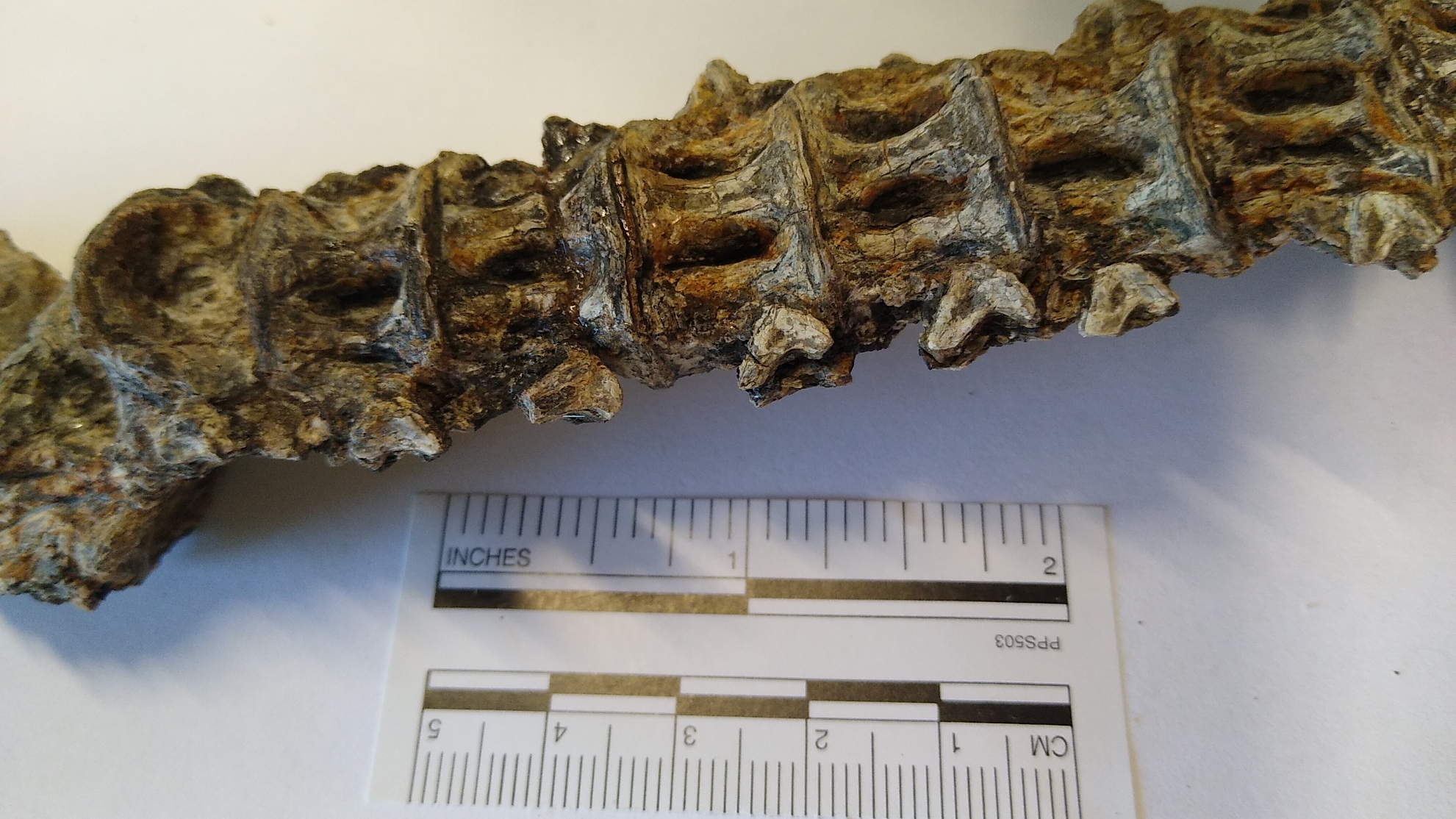 Enchodus or Xiphactinus Fish - Fossil ID - The Fossil Forum