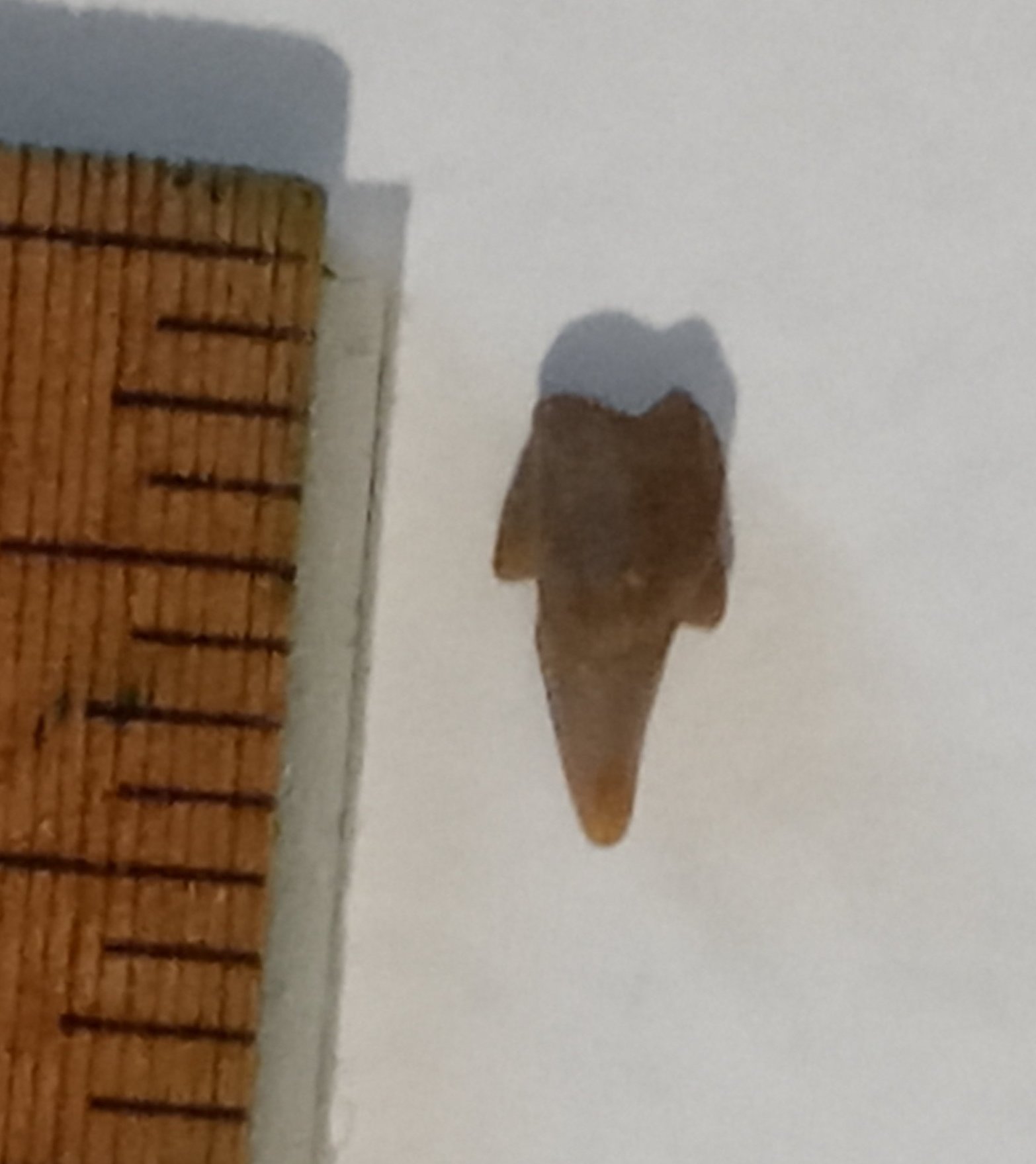 Cardabiodon or Dwardius? - Fossil ID - The Fossil Forum