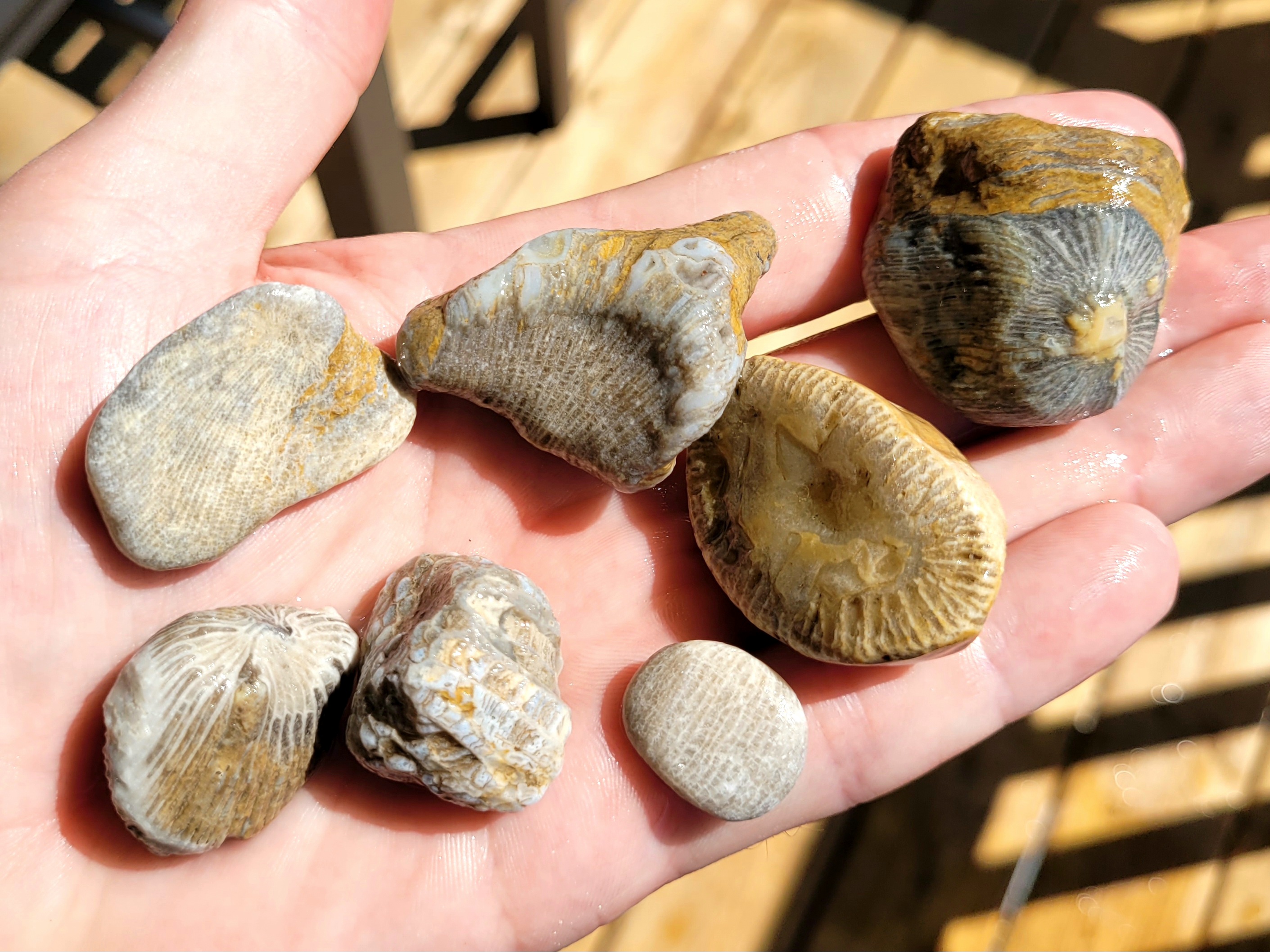 Lake Erie, Ontario, cottage finds - Fossil Hunting Trips - The Fossil Forum