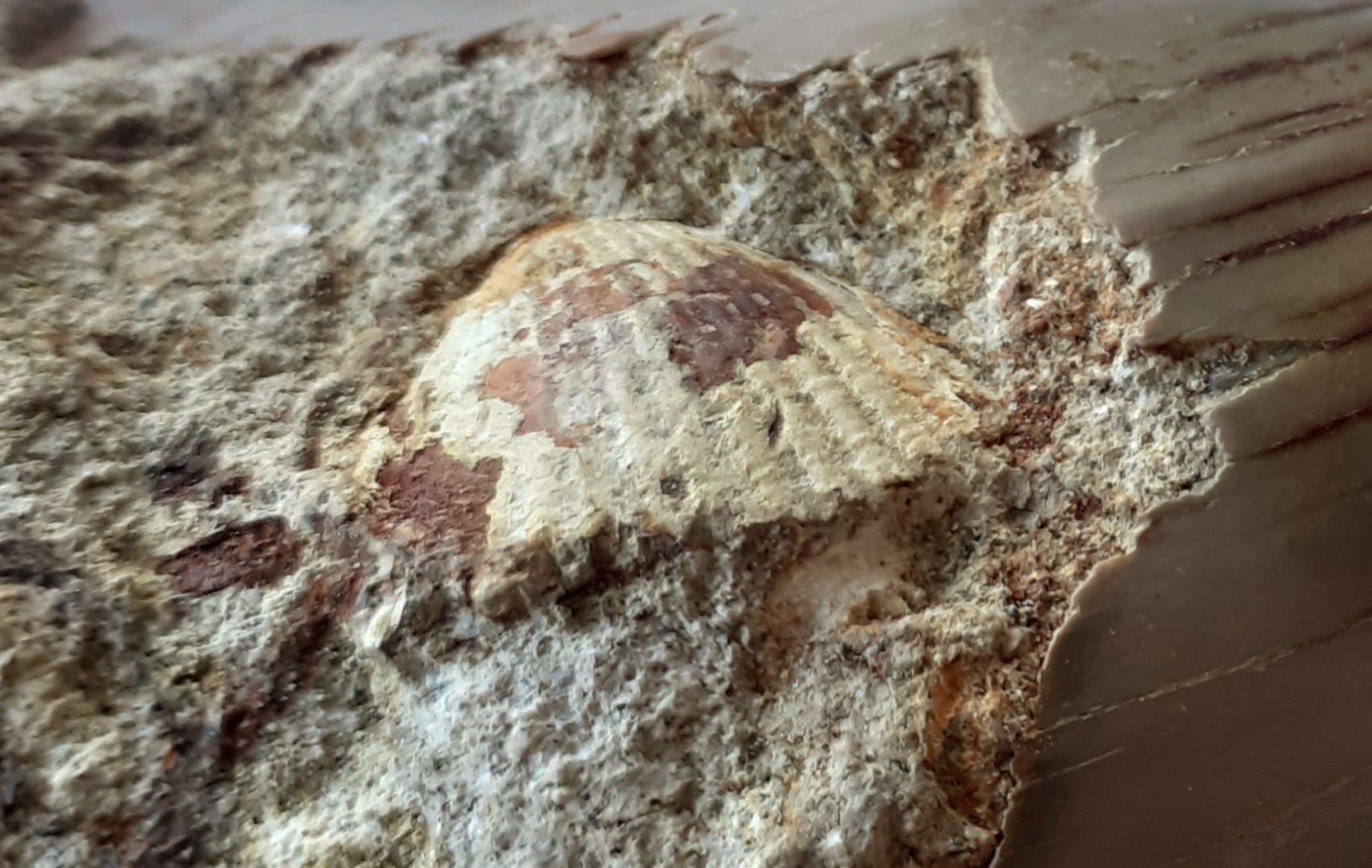 Indonesian Meg - Is It Real? How to Recognize Fossil Fabrications - The ...