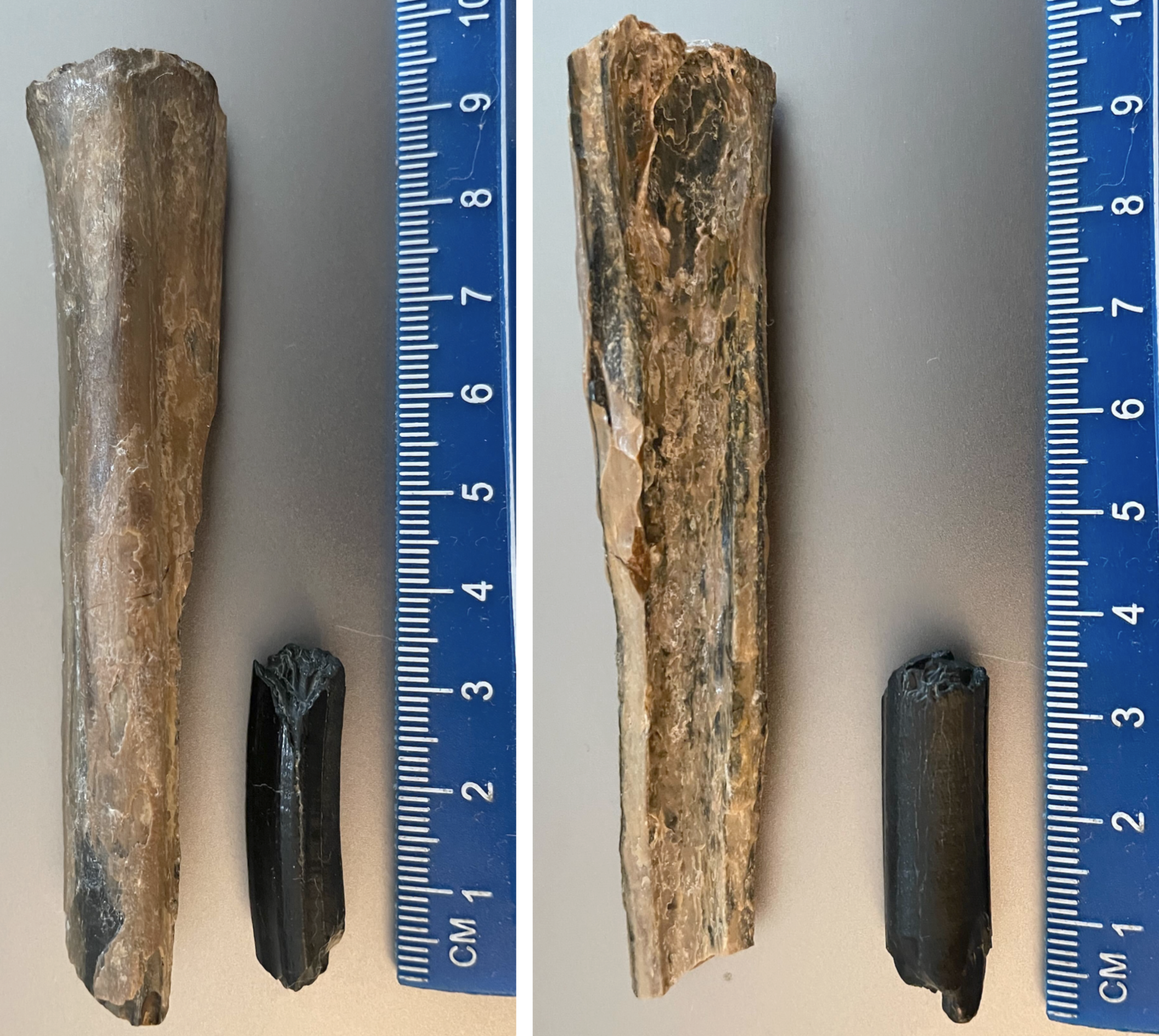 hollow bone & possible ground sloth tooth? - Fossil ID - The Fossil Forum
