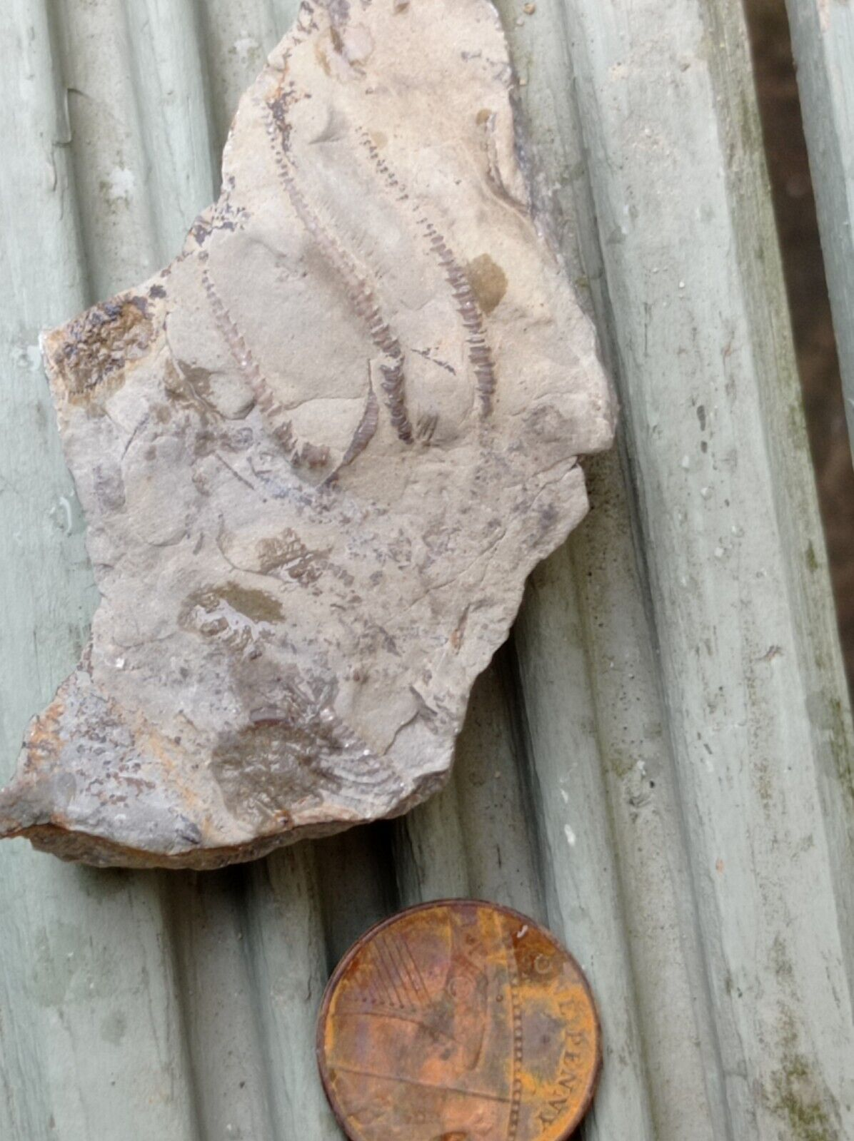 Dudley UK Crinoids ID - Fossil ID - The Fossil Forum