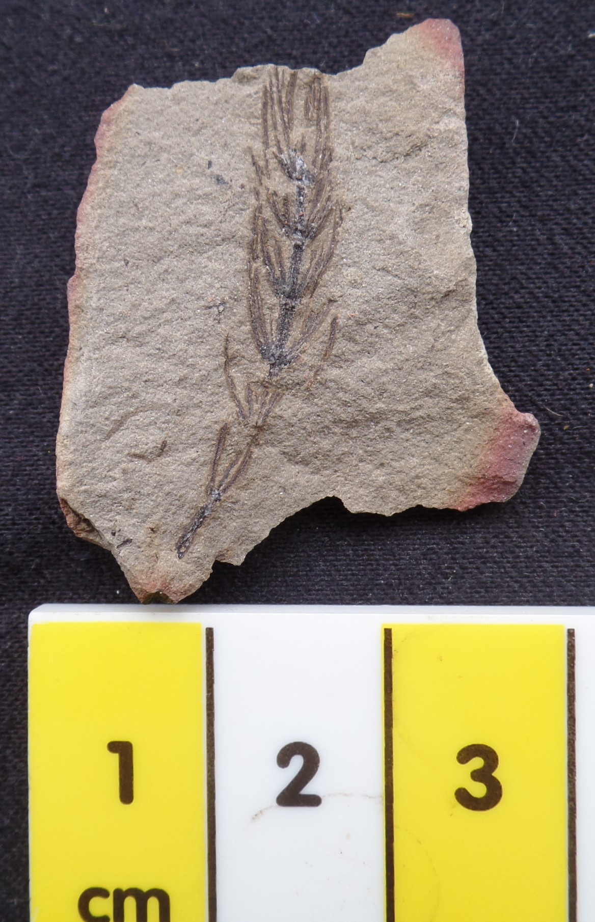 British Coal Measures - Fossil Hunting Trips - The Fossil Forum